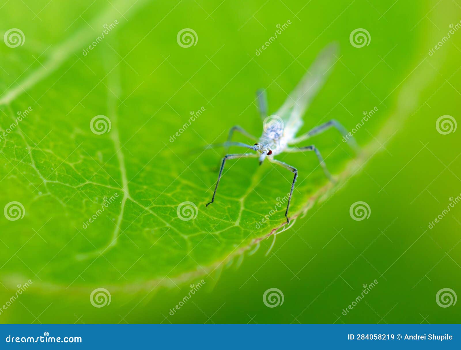 Portrait of a Fly on a Green Leaf. Macro Stock Image - Image of animal ...