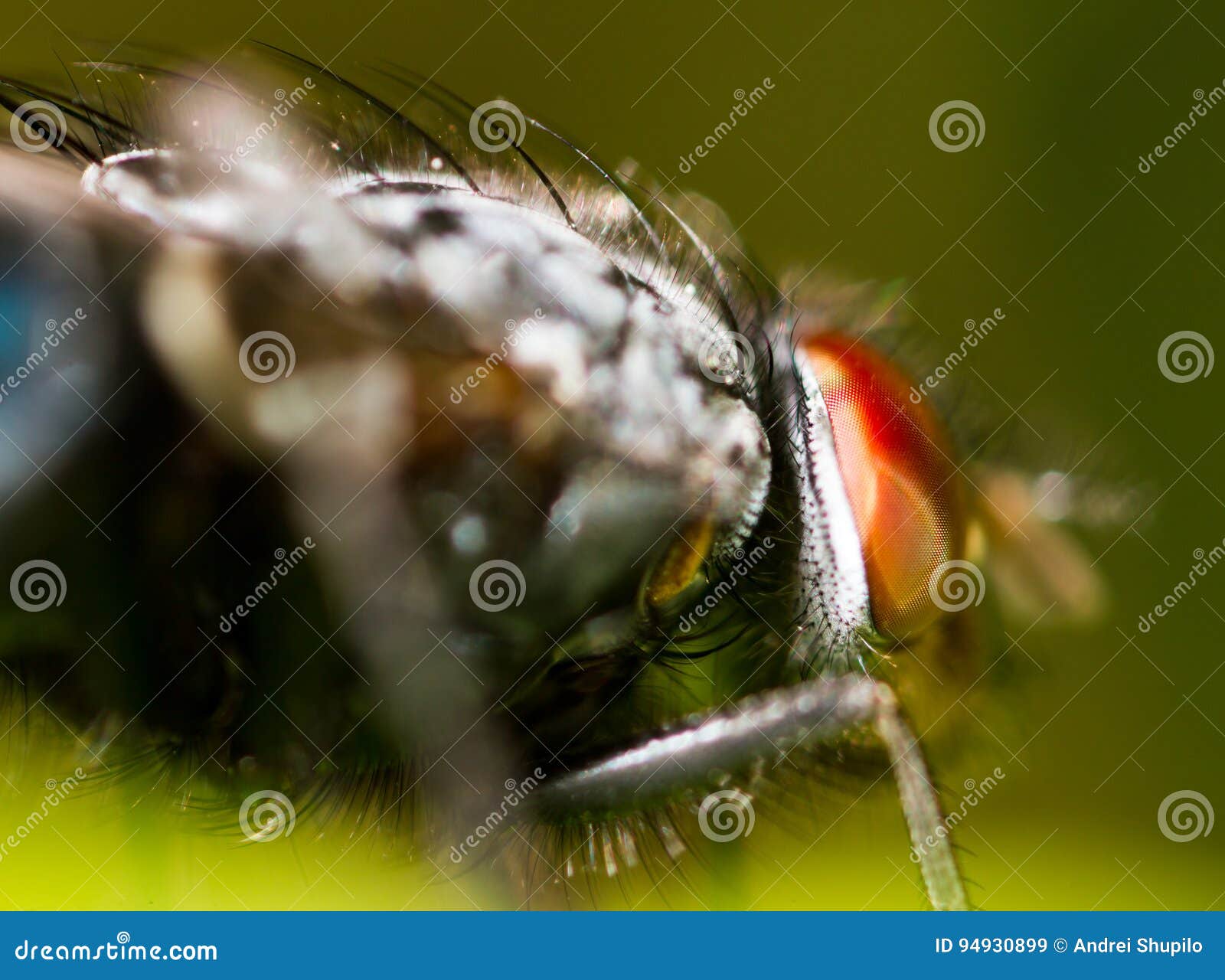 Portrait of a Fly in Nature. Stock Image - Image of nature, detail ...