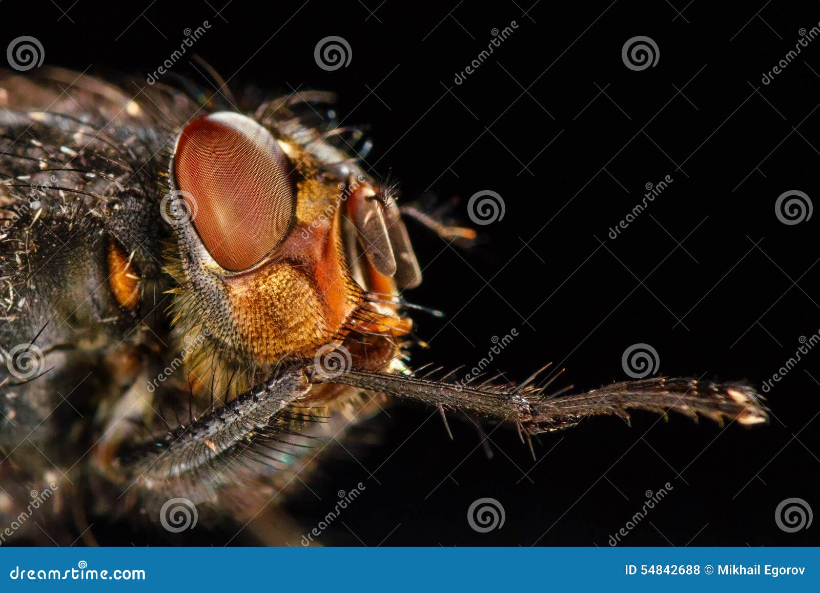 Portrait of fly. Side view stock photo. Image of horsefly - 54842688