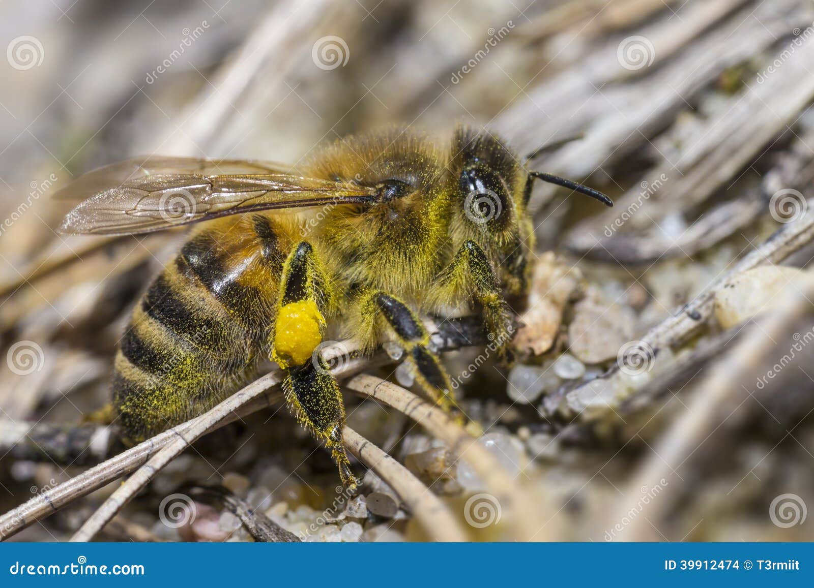 Portrait of a forest bee stock photo. Image of pest, nature - 39912474