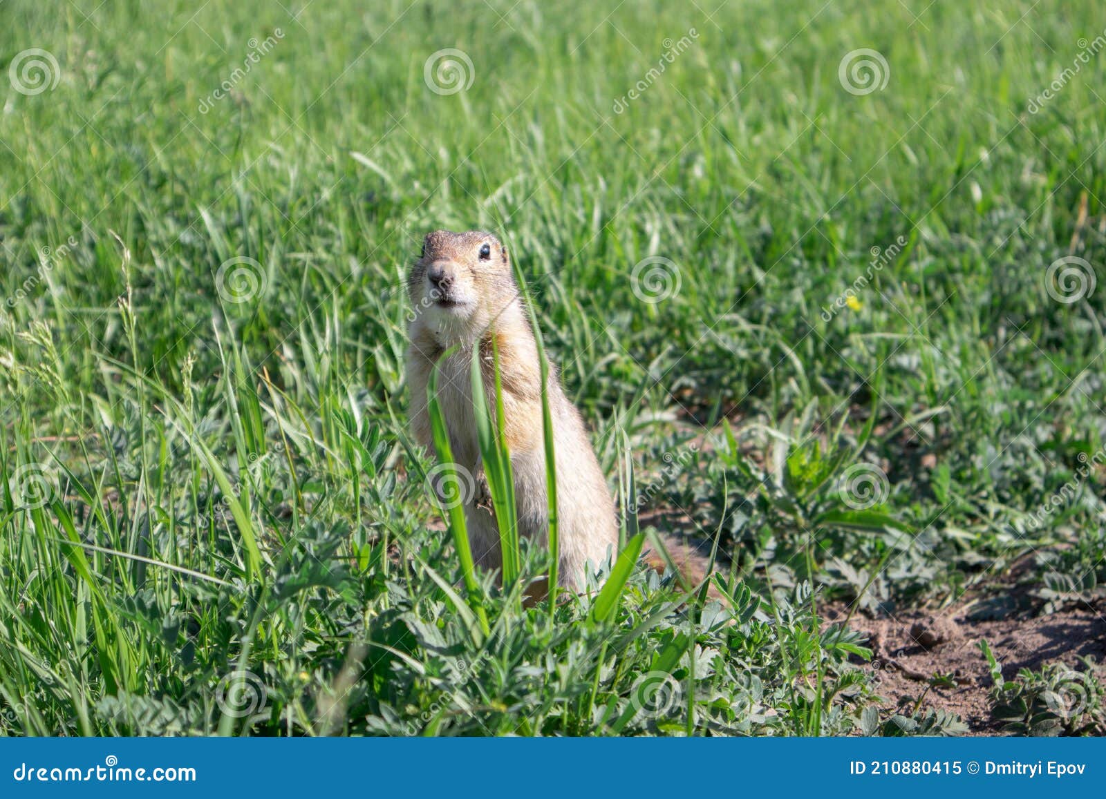 Portrait of Forest Gopher in Wildlife Stock Image - Image of vertebrate ...