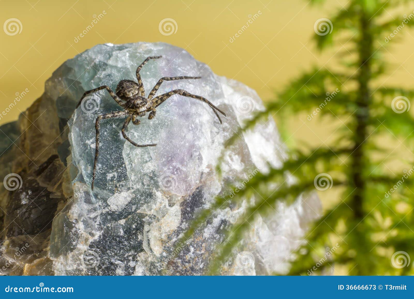 Portrait of a Forest Ground Spider Stock Image - Image of insect ...