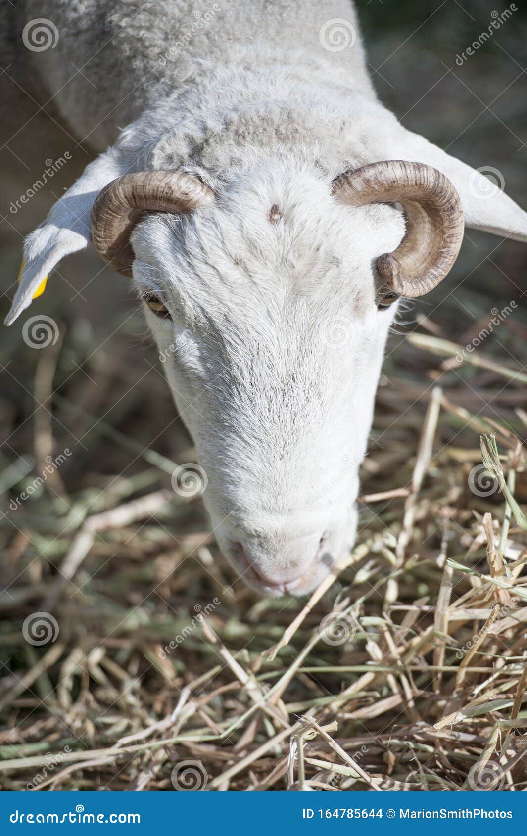 Dorper White Headed Ram Looking At Camera With Curled Horns Royalty ...