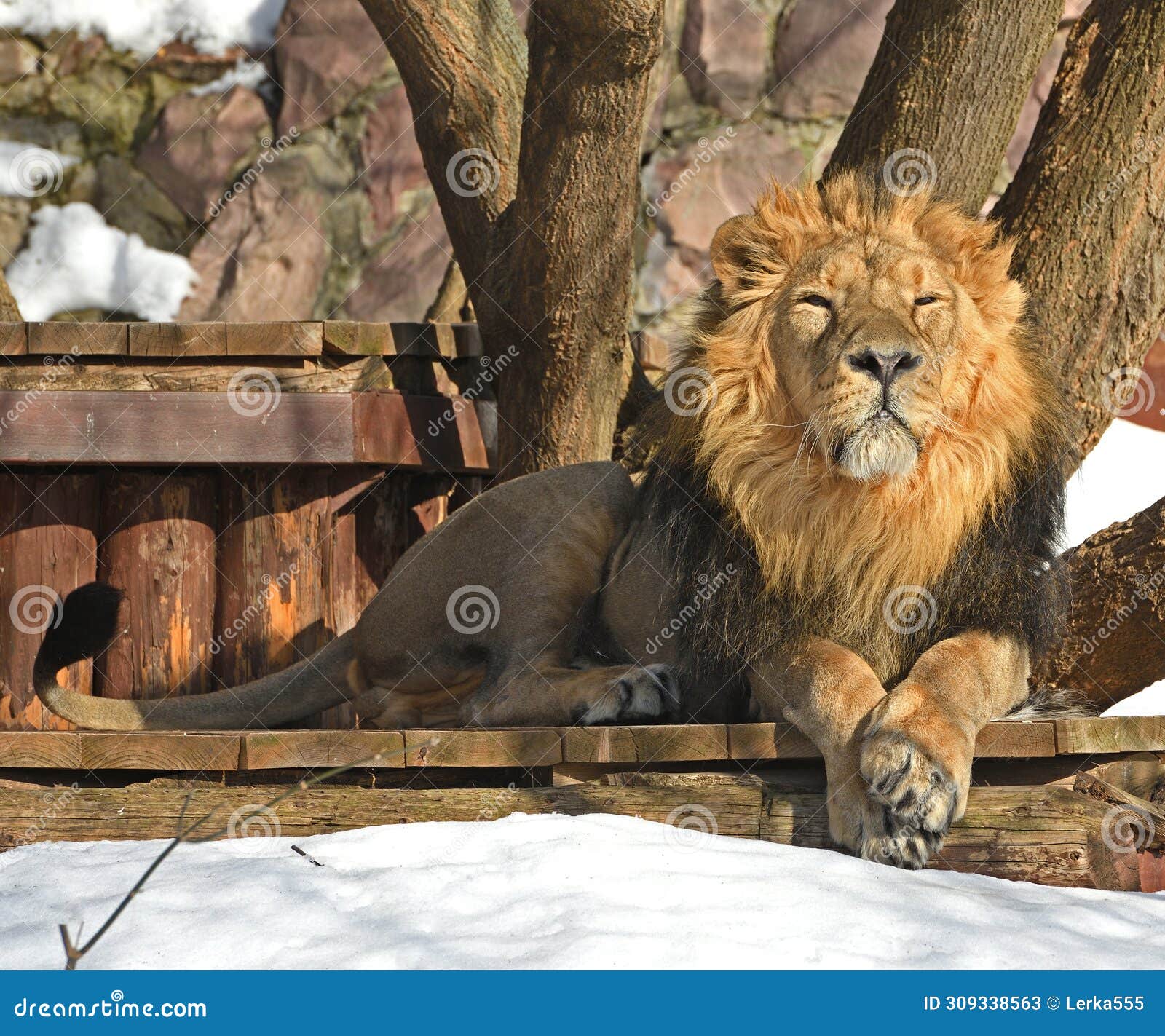 Portrait of Formidable and Scary Lion in Winter Stock Image - Image of ...
