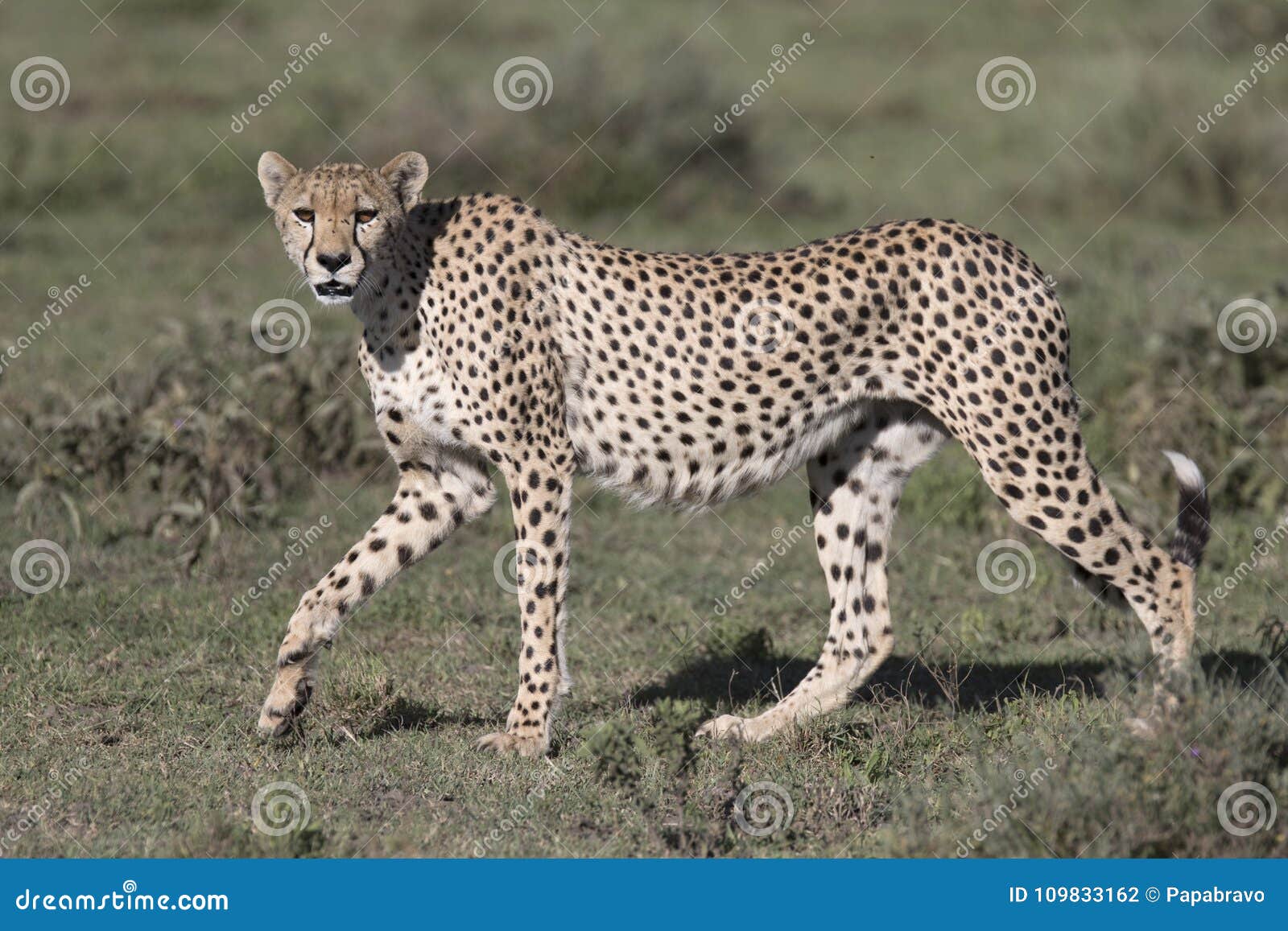 Portrait of Free Roaming Cheetah Stock Photo - Image of cats, running ...