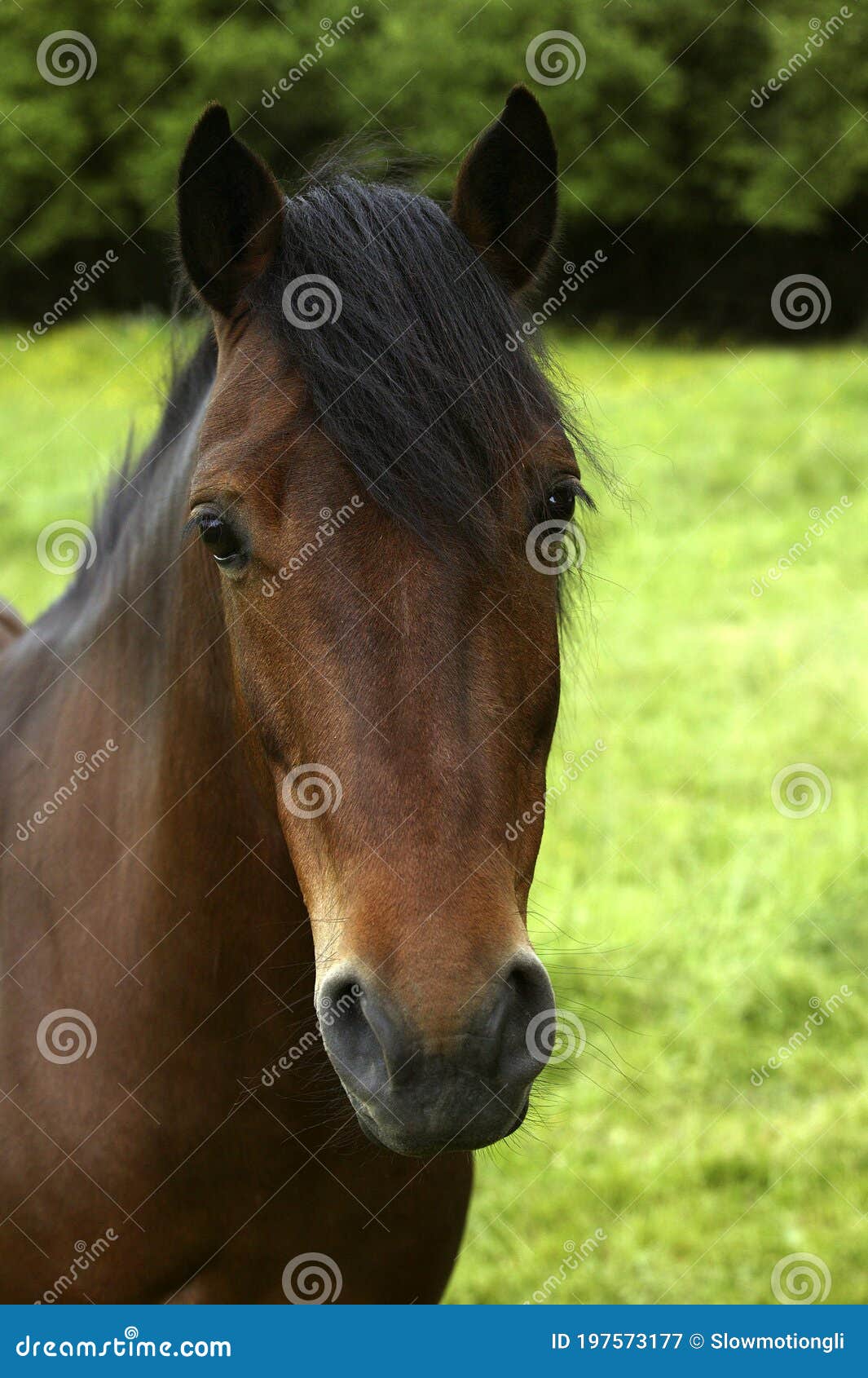 Portrait of French Saddle Pony Stock Image - Image of horse, view ...