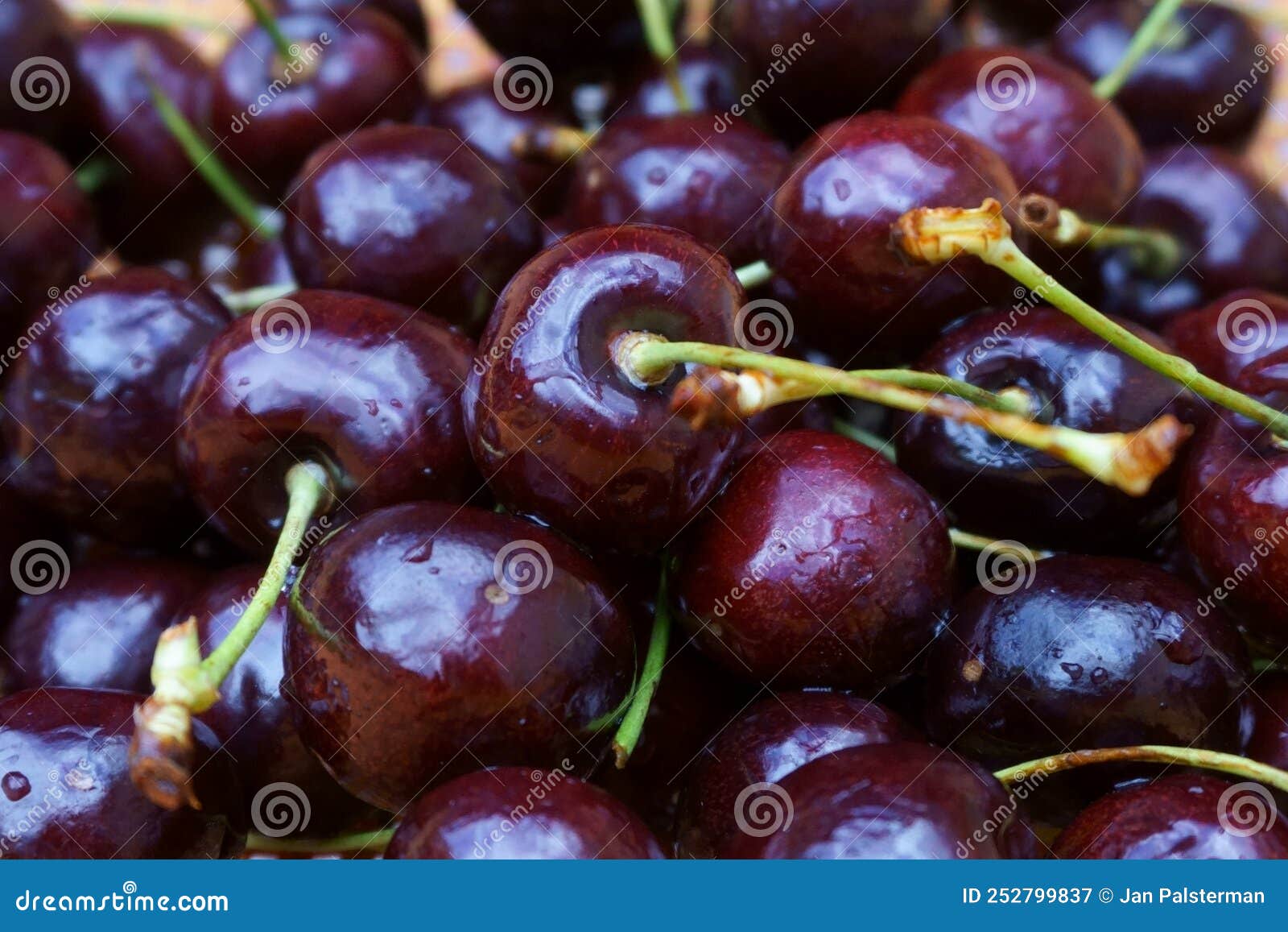 Portrait Of Fresh Dark Cherries Picture. Image: 252799837