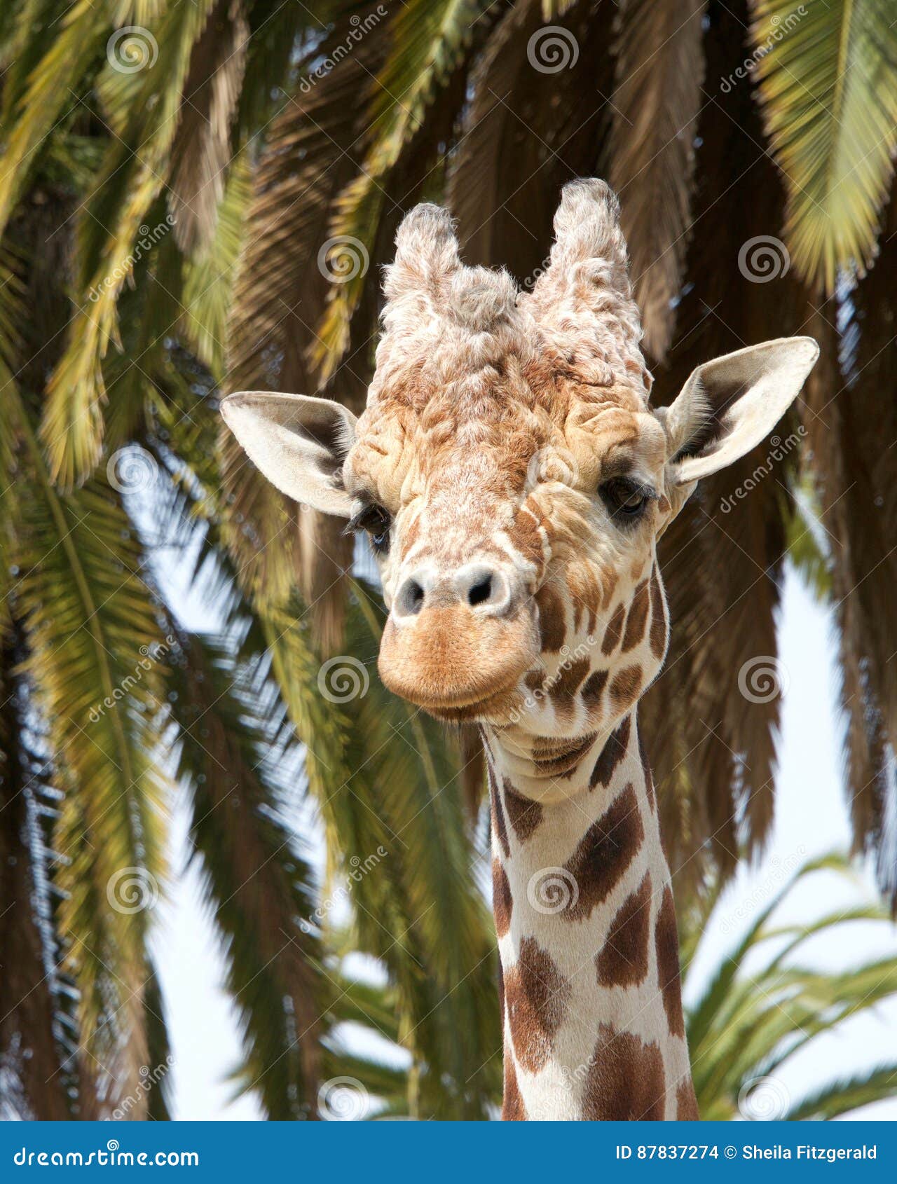 Portrait of a Friendly Curious Giraffe Stock Photo - Image of head ...