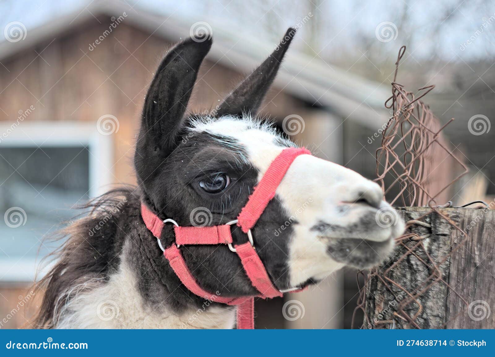 A Portrait of a Friendly Donkey with a Bridle on Its Muzzle. Farm ...