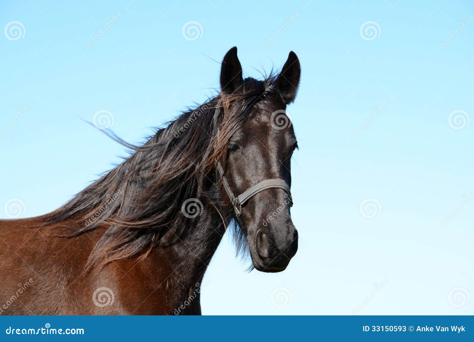 Portrait Frison De Jument De Cheval Image stock - Image du cheval ...