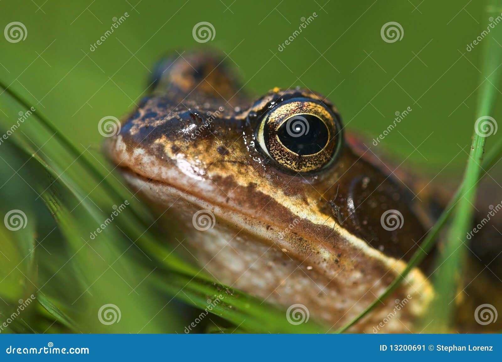 Portrait of a frog stock image. Image of nature, green - 13200691