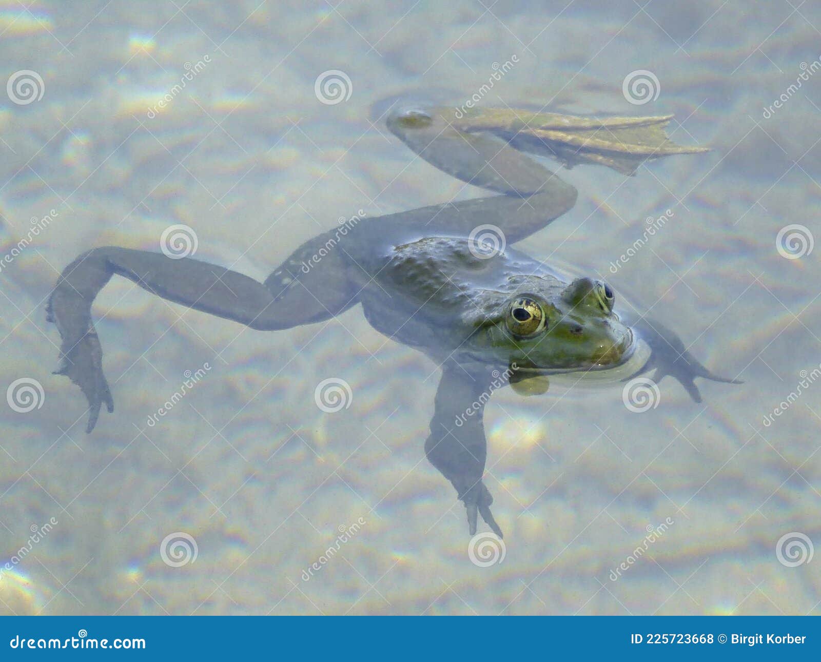Portrait of a frog stock photo. Image of creature, reserve - 225723668