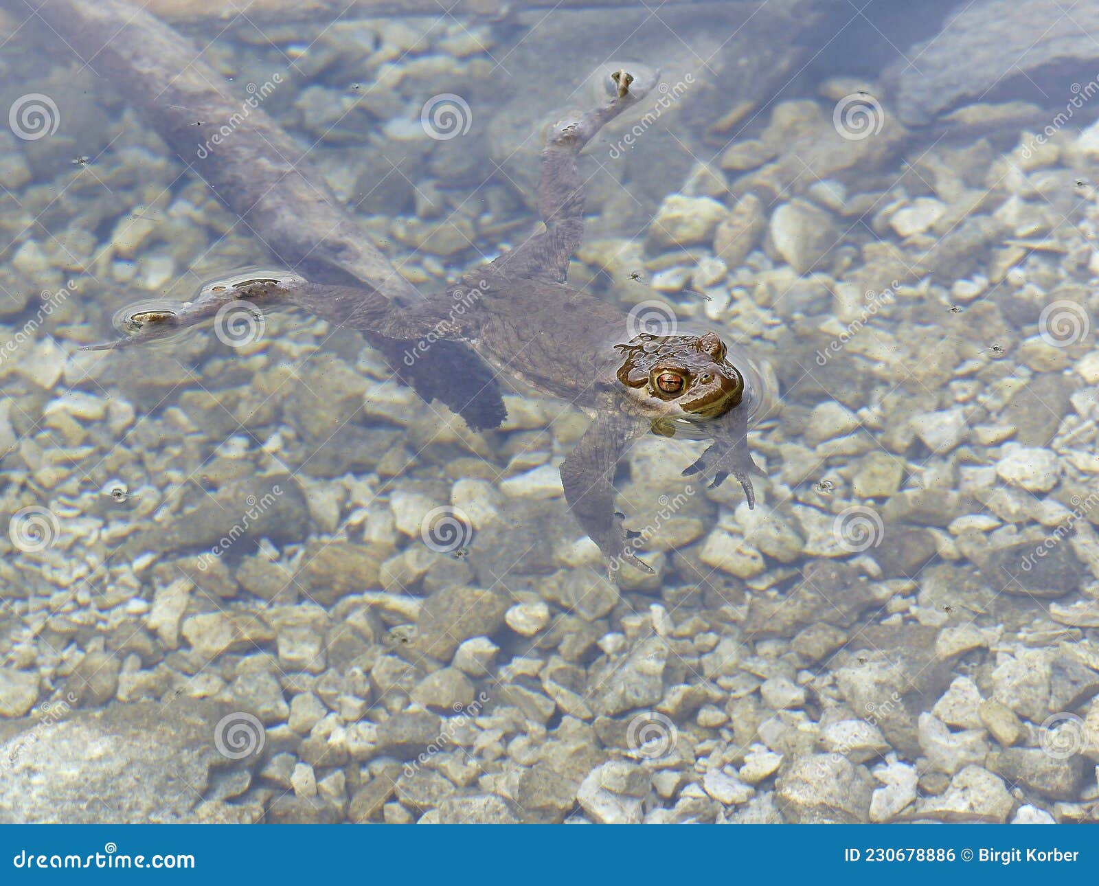 Portrait of a frog stock photo. Image of rana, genus - 230678886