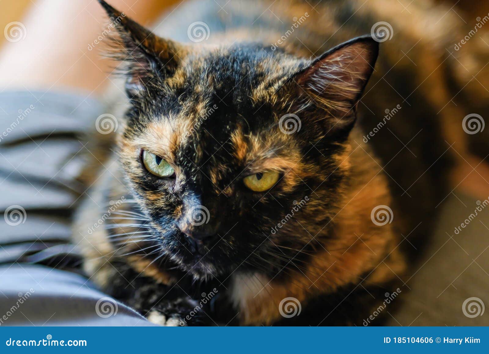 Portrait Front Facing Portrait of Angry Grumpy Cat Unhappy Looking ...