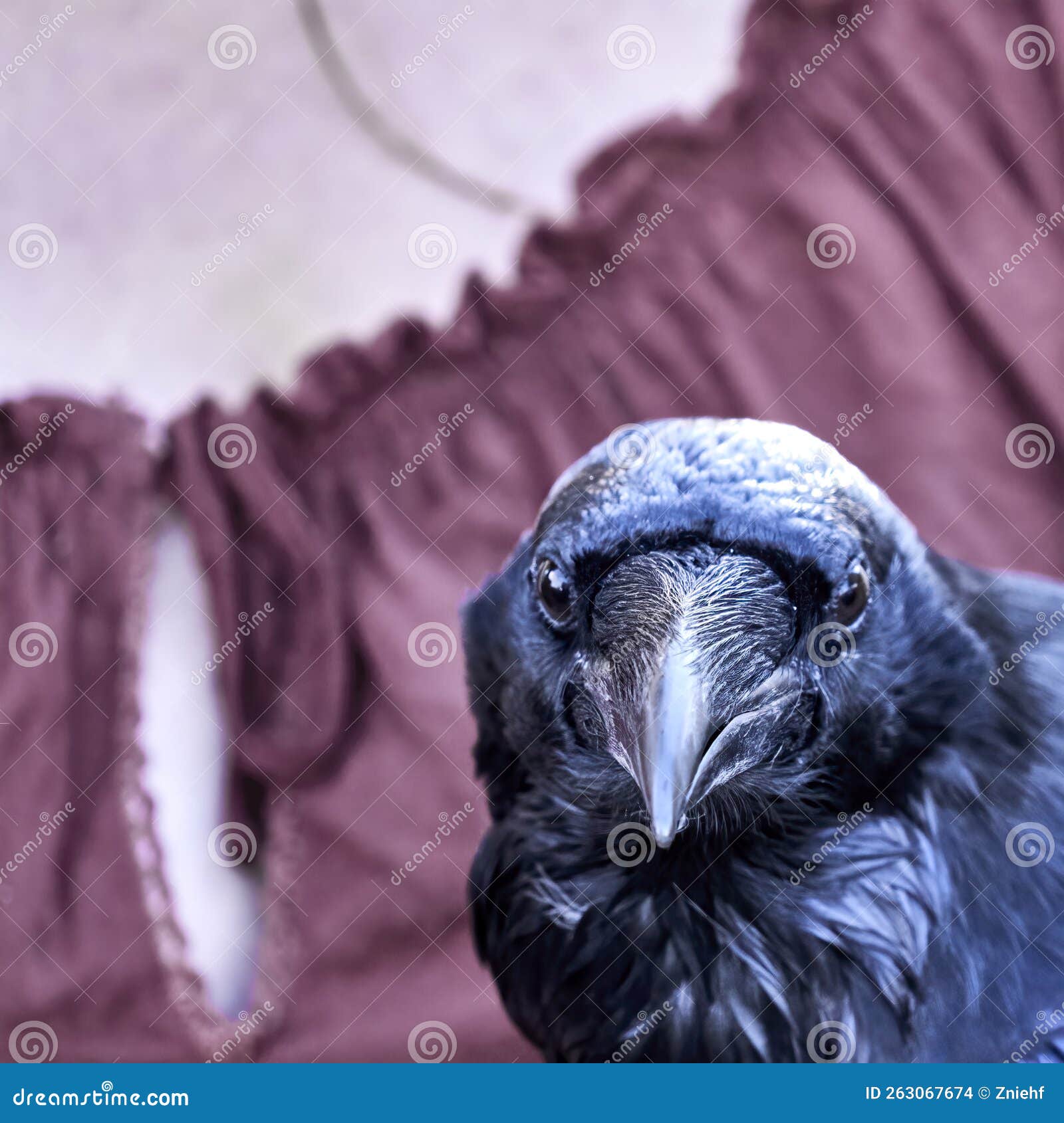 Portrait Frontal Du Corbeau Noir Corvus Corax Macro Photo stock - Image ...