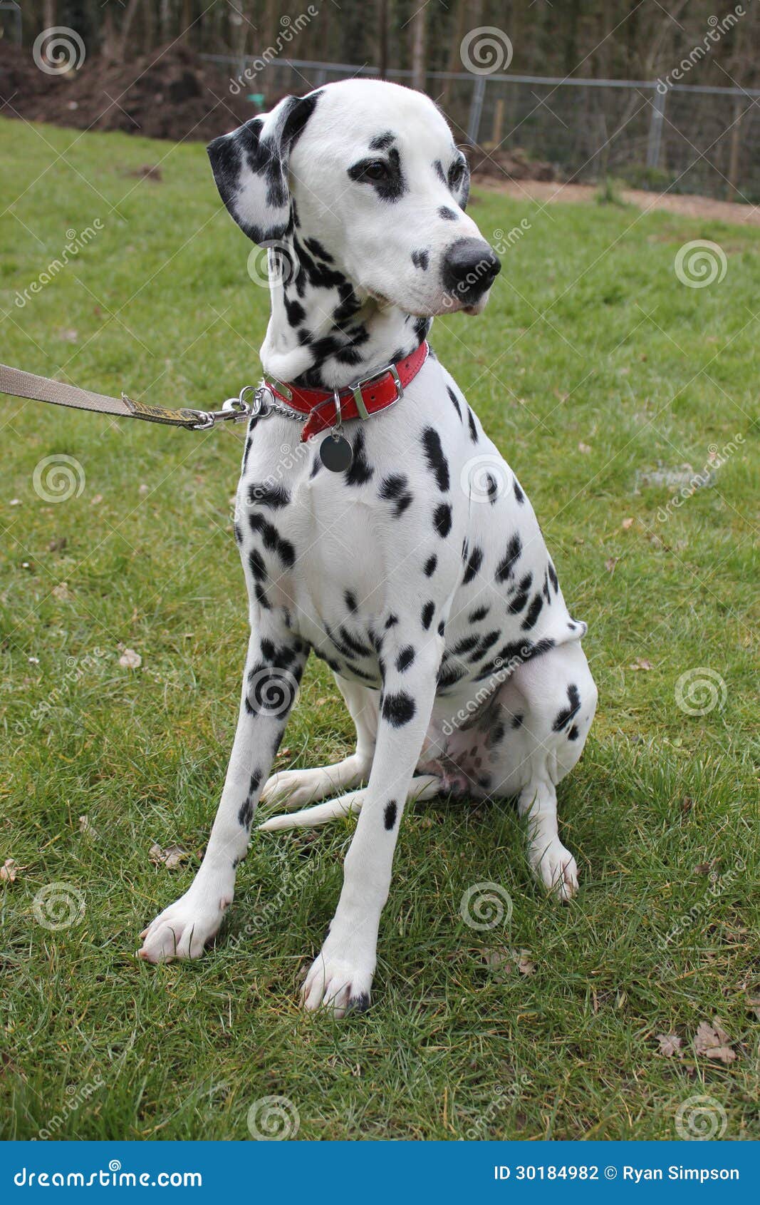 Dalmatian Dog Sat on Grass Portrait Stock Photo - Image of head, hair ...