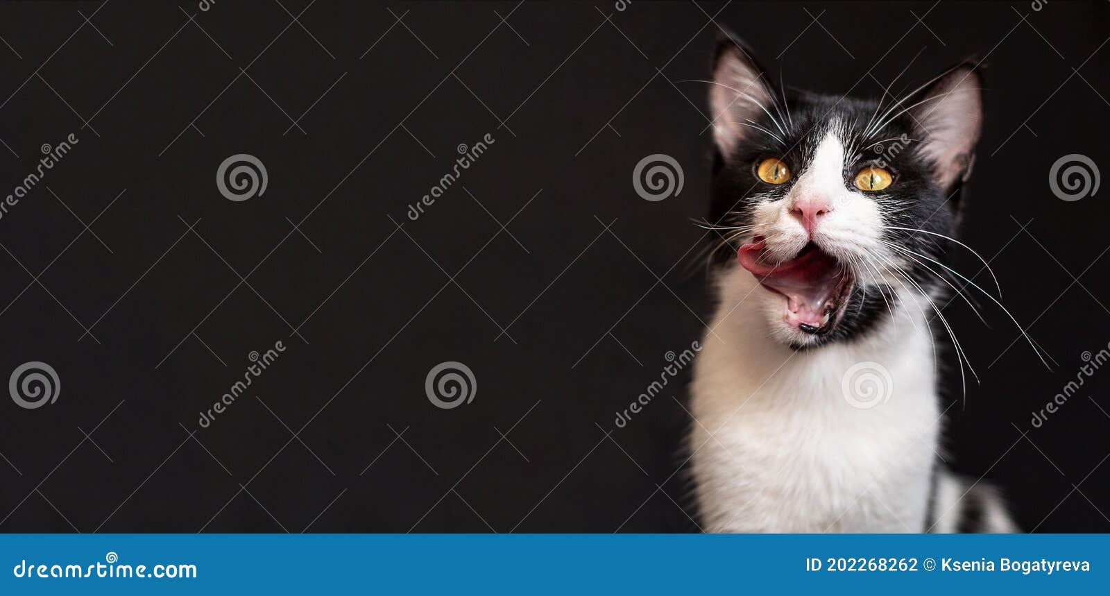 Portrait of a Funny Black and White Cat Stock Photo - Image of black ...