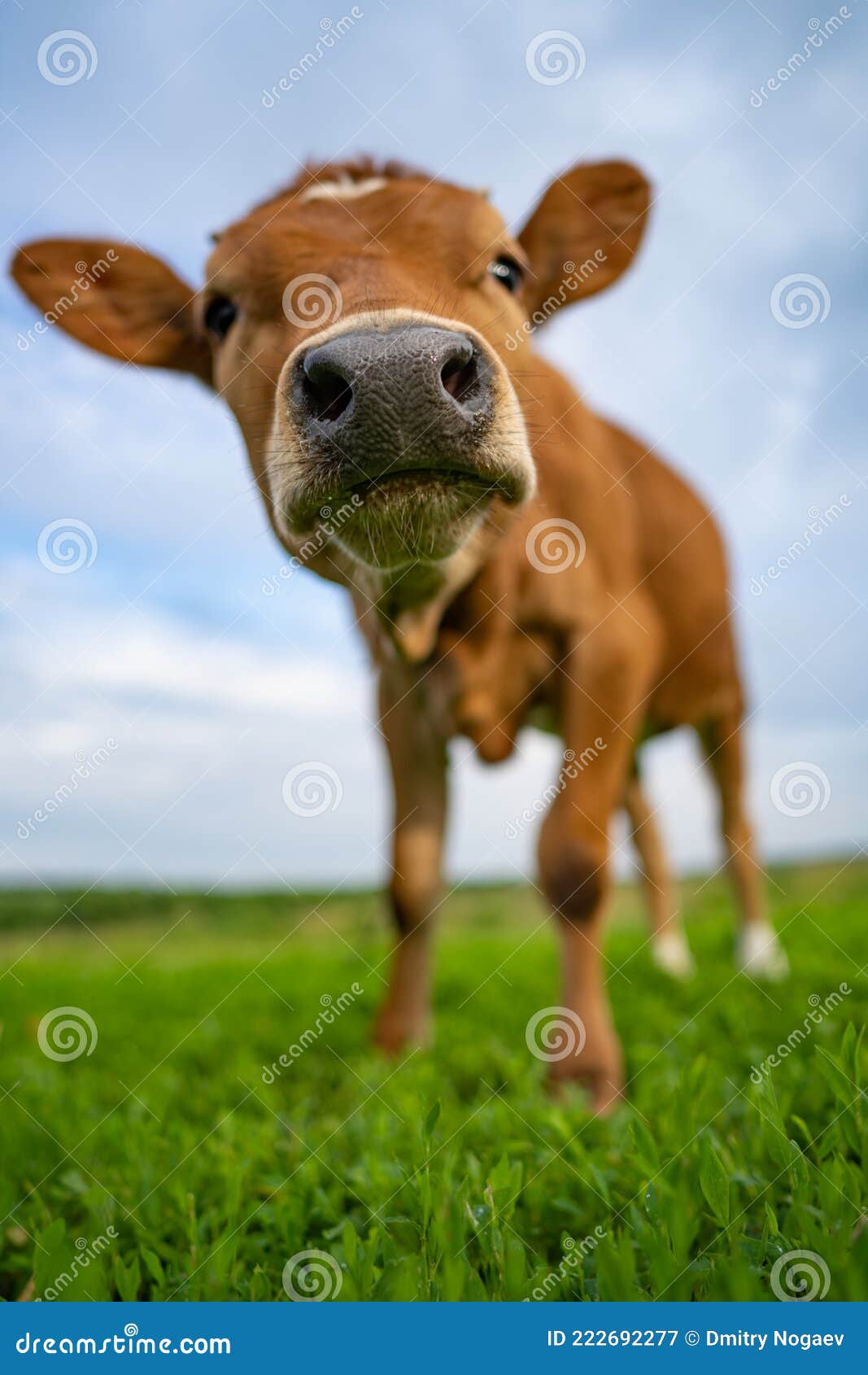 Portrait of a Funny Calf, Close-up, Blurred Focus Stock Image - Image ...