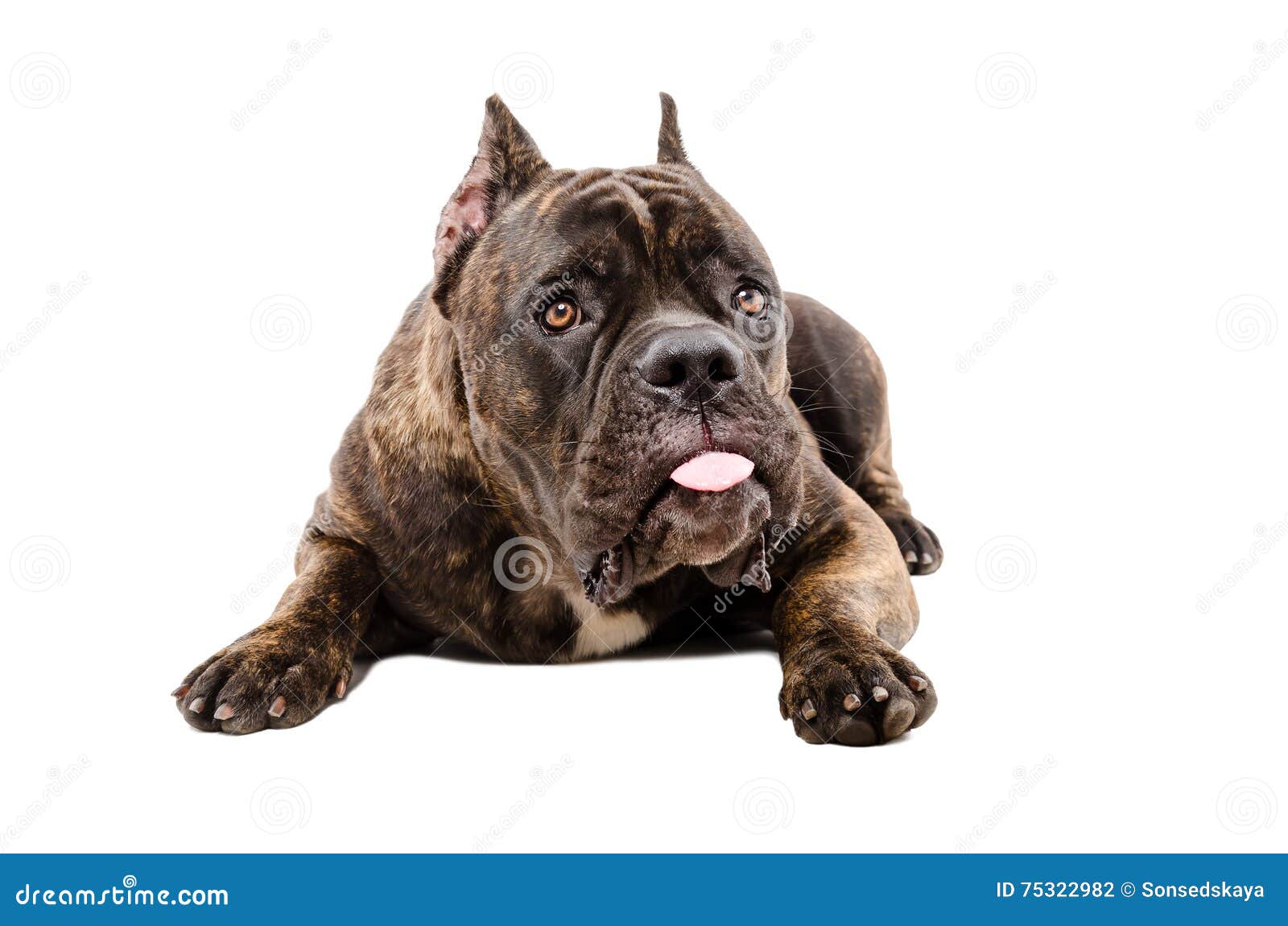 Portrait of Funny Cane Corso Dog Stock Photo - Image of dangerous ...