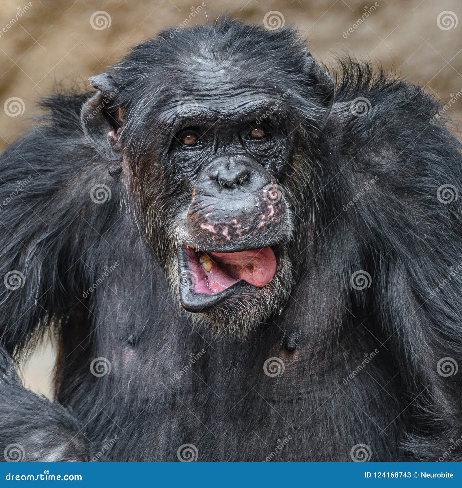 Portrait of Funny Chimpanzee Making Faces Stock Image - Image of africa ...