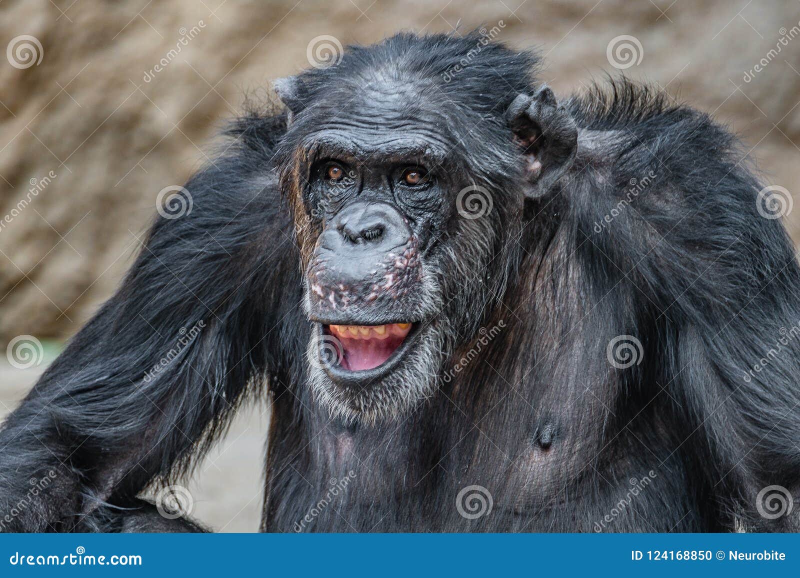 Chimpanzee face front view cartoon - keryrates