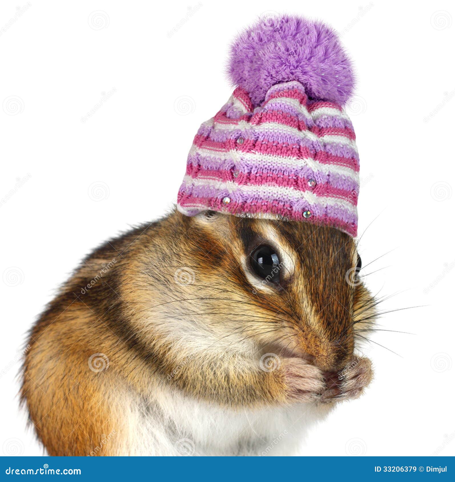 Portrait of Funny Chipmunk with Hat on White Stock Image - Image of ...