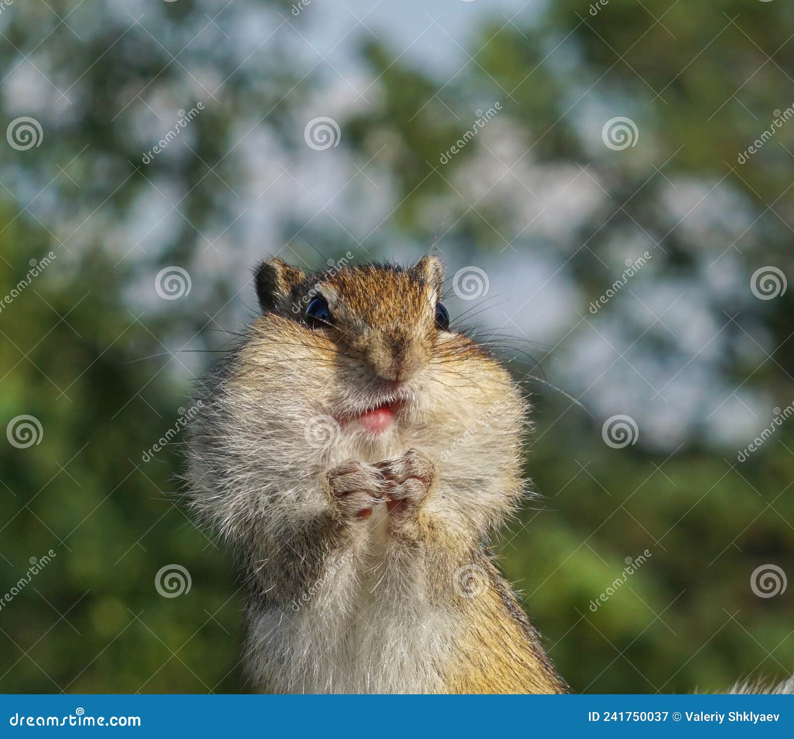 Portrait of a Funny Chipmunk with with Huge Jowls Stock Image - Image ...