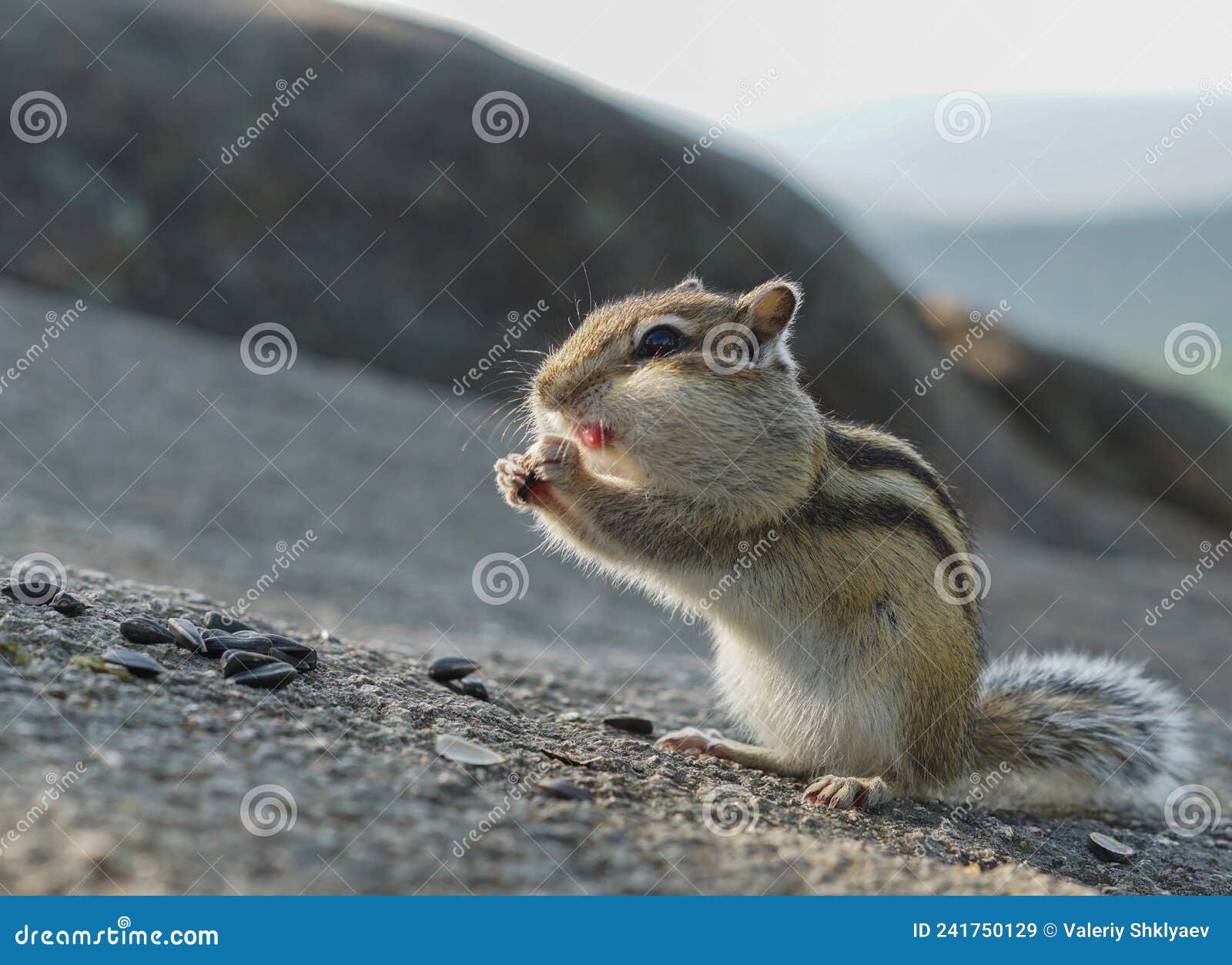 Portrait of a Funny Chipmunk with with Huge Jowls Stock Image - Image ...