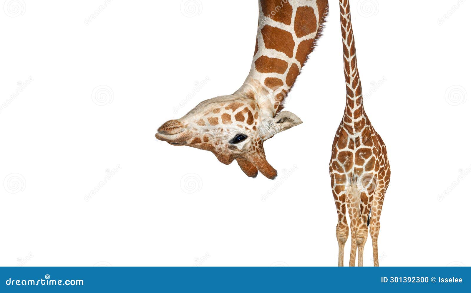Portrait of a Funny and Cute Giraffe Upside Down Head Down. with a Perspective Effect Shrinking ...