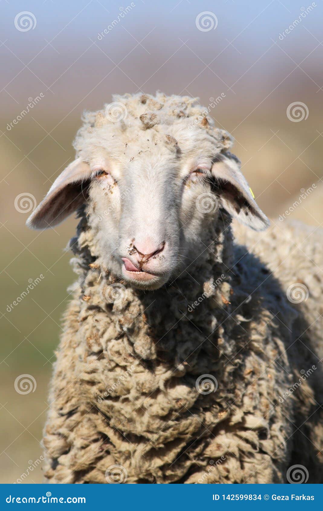 Portrait of Funny Face Sheep Stock Photo - Image of cute, tongue: 142599834