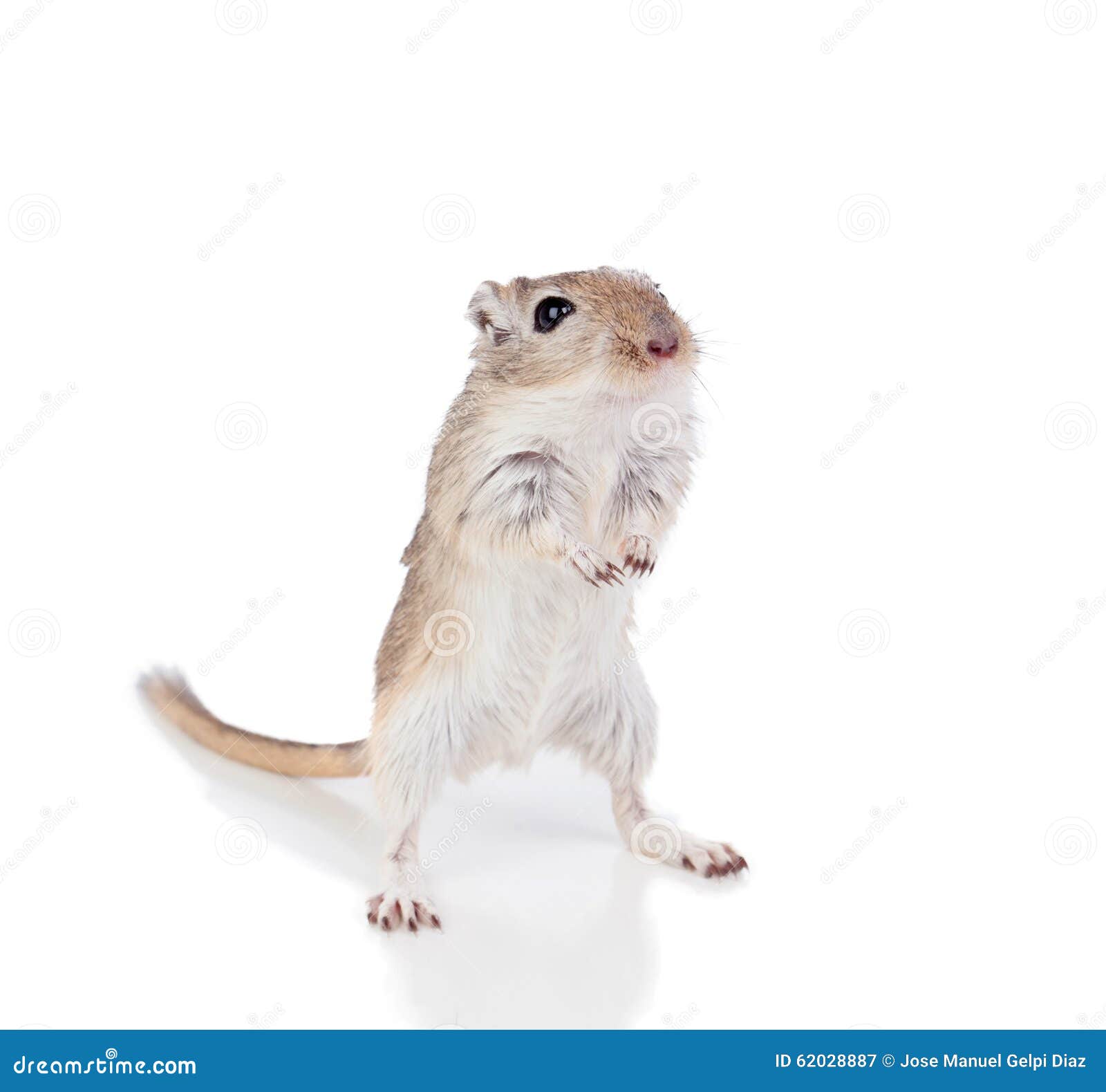 Portrait of a Funny Gergil Standing Stock Image - Image of closeup ...