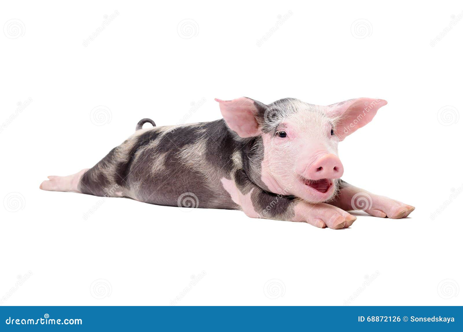 Portrait of a Funny Grunting Pig Stock Photo - Image of funny, cheerful ...