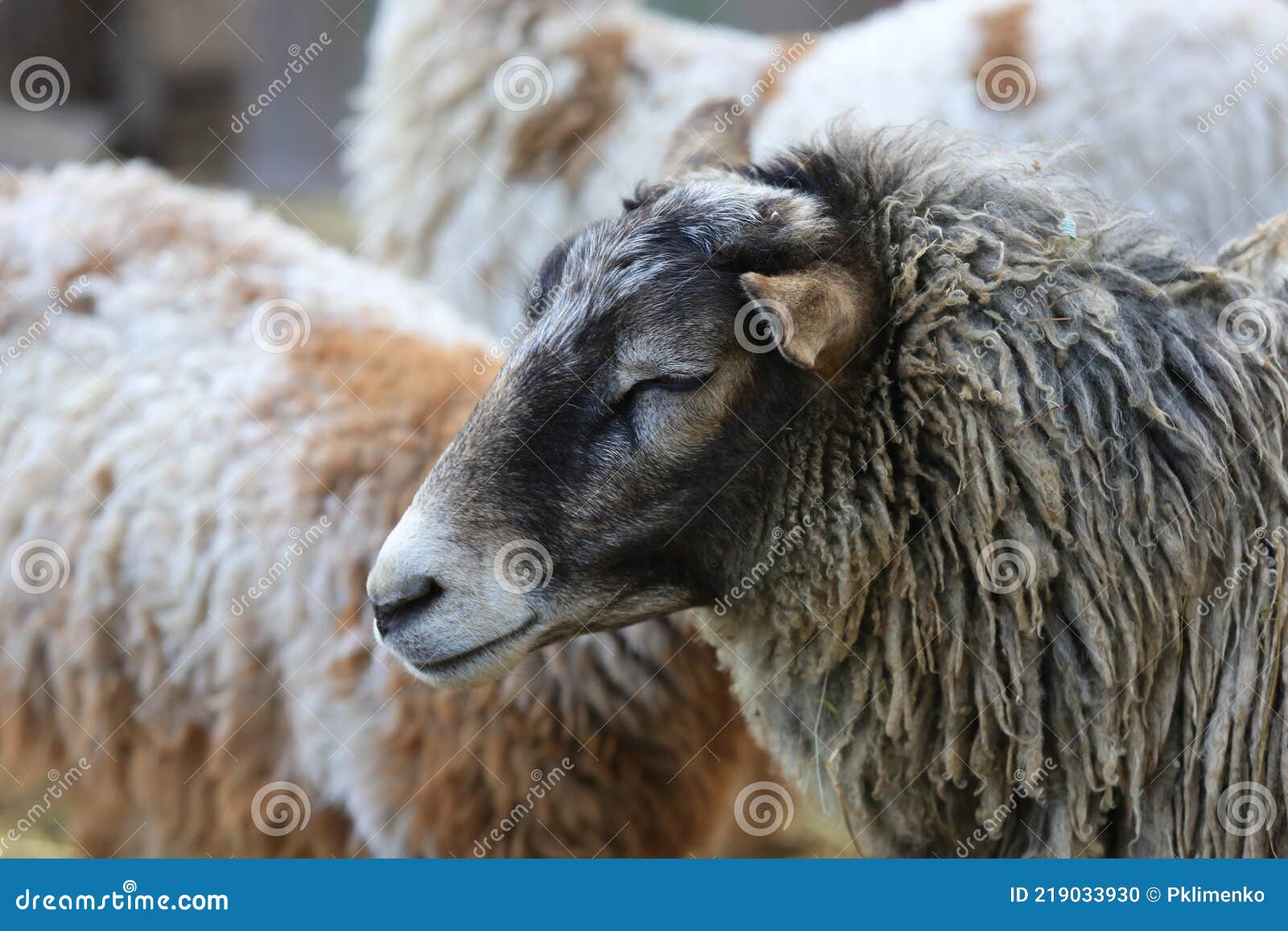 Portrait of a funny lamb stock photo. Image of livestock - 219033930