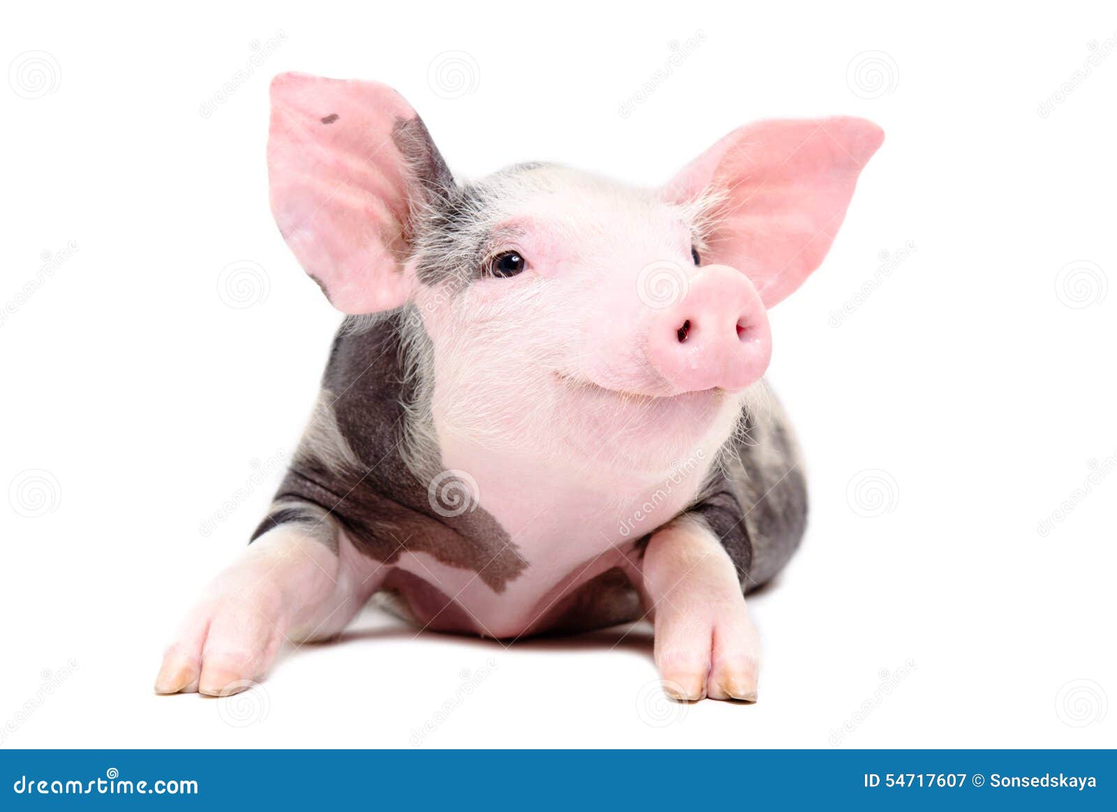 Portrait of the Funny Little Pig Stock Image - Image of cattle, front ...