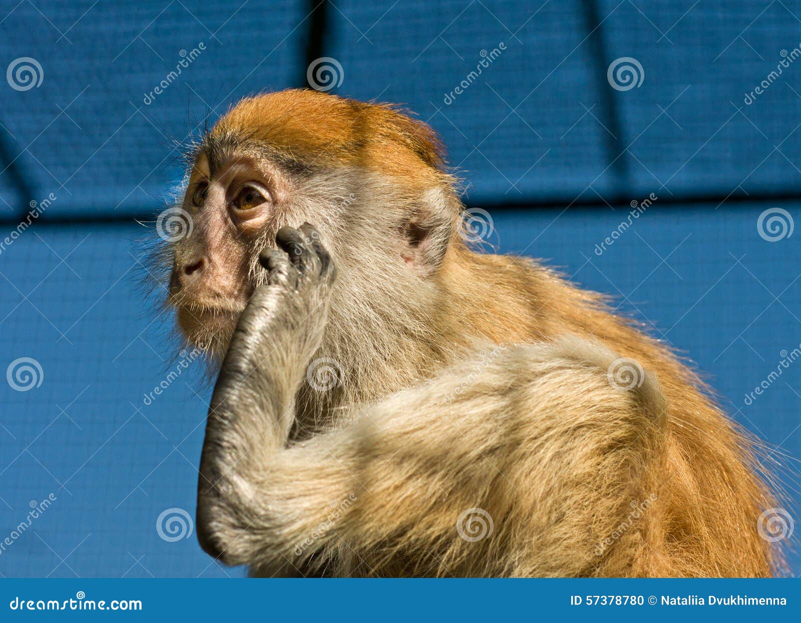Portrait of Funny Macaque Monkey Stock Photo - Image of nose, mammal ...
