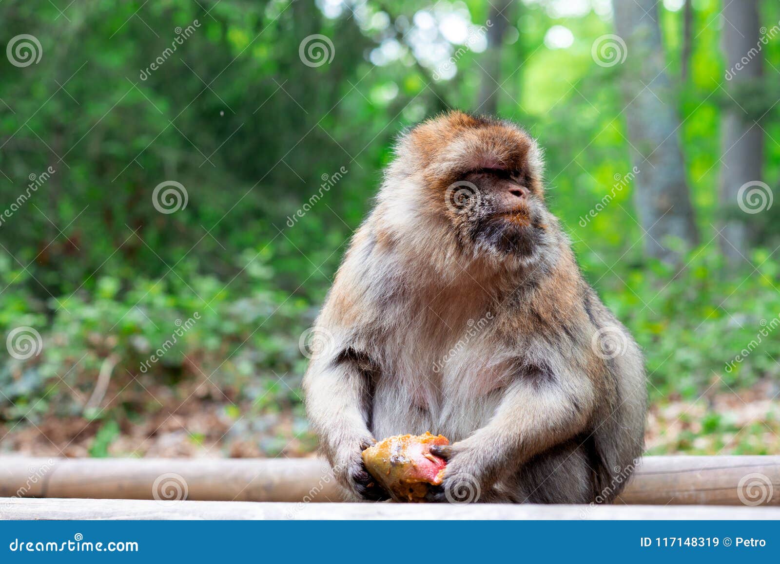 Portrait of Funny Monkey Eating in Tropical Forest Stock Image - Image ...