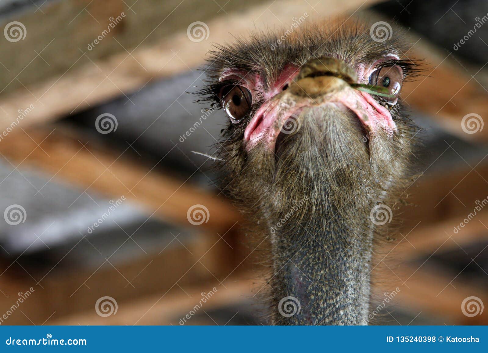 Portrait of funny ostrich stock photo. Image of cute - 135240398