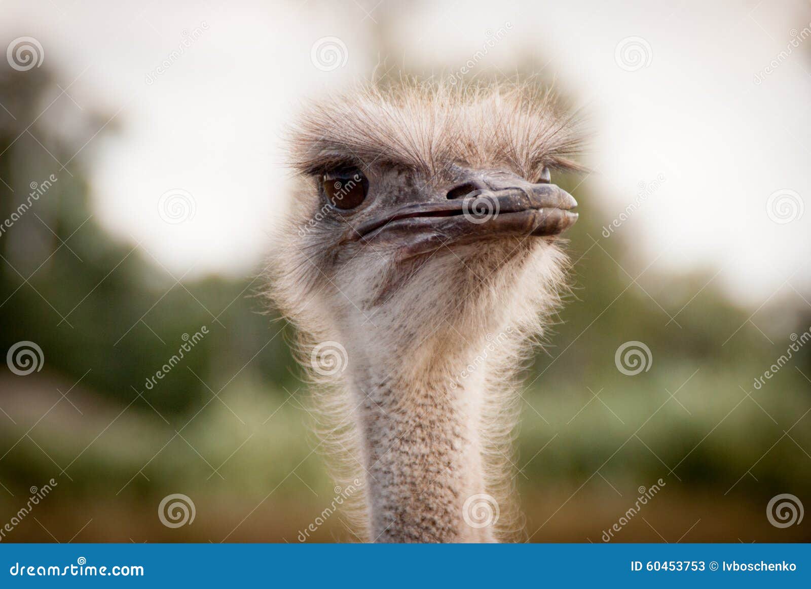 Portrait of funny ostrich stock image. Image of nature - 60453753
