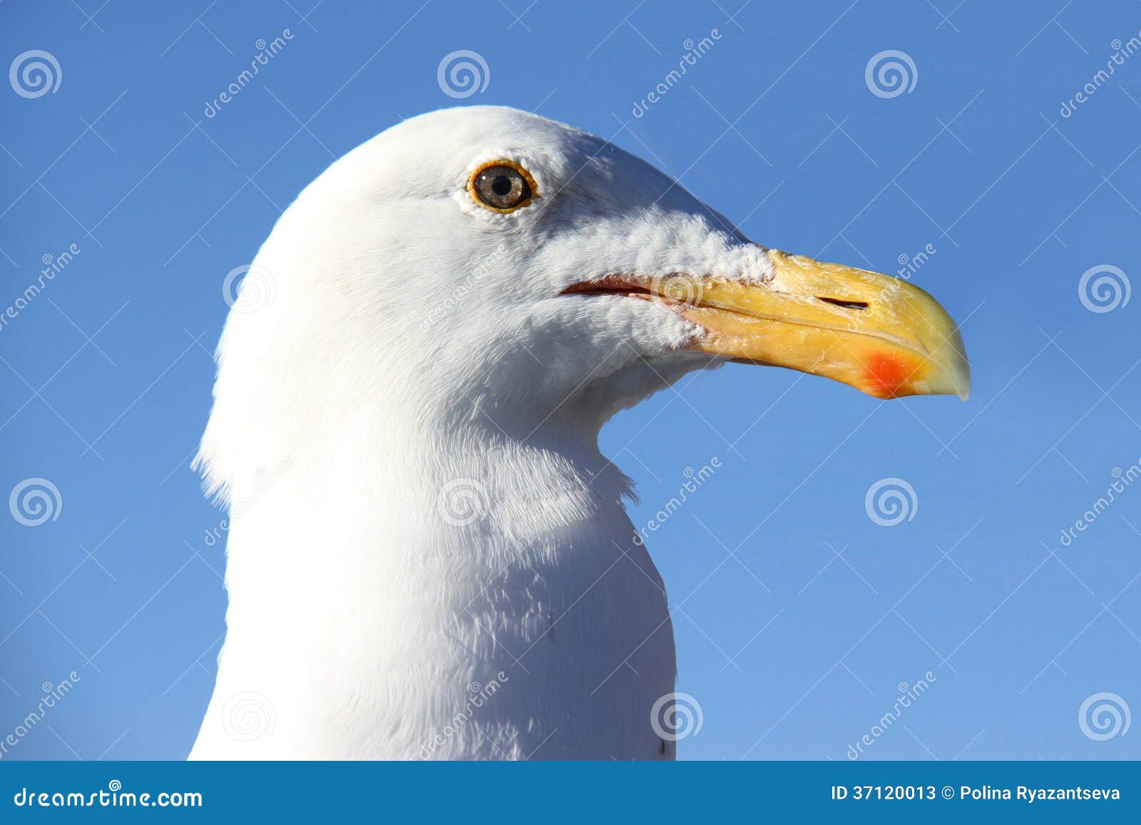 Portrait of funny seagull stock image. Image of head - 37120013