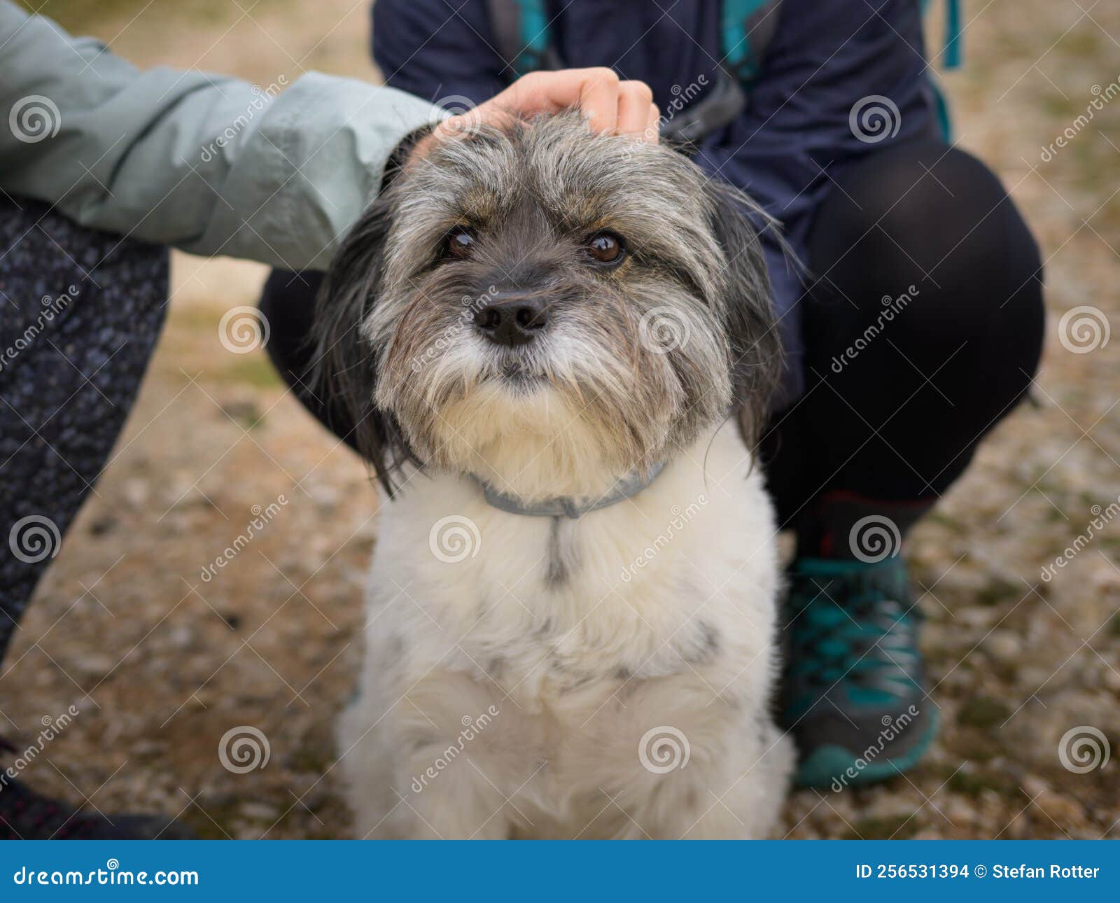 Portrait of a Funny Small Grey Dog Stock Photo - Image of summer ...