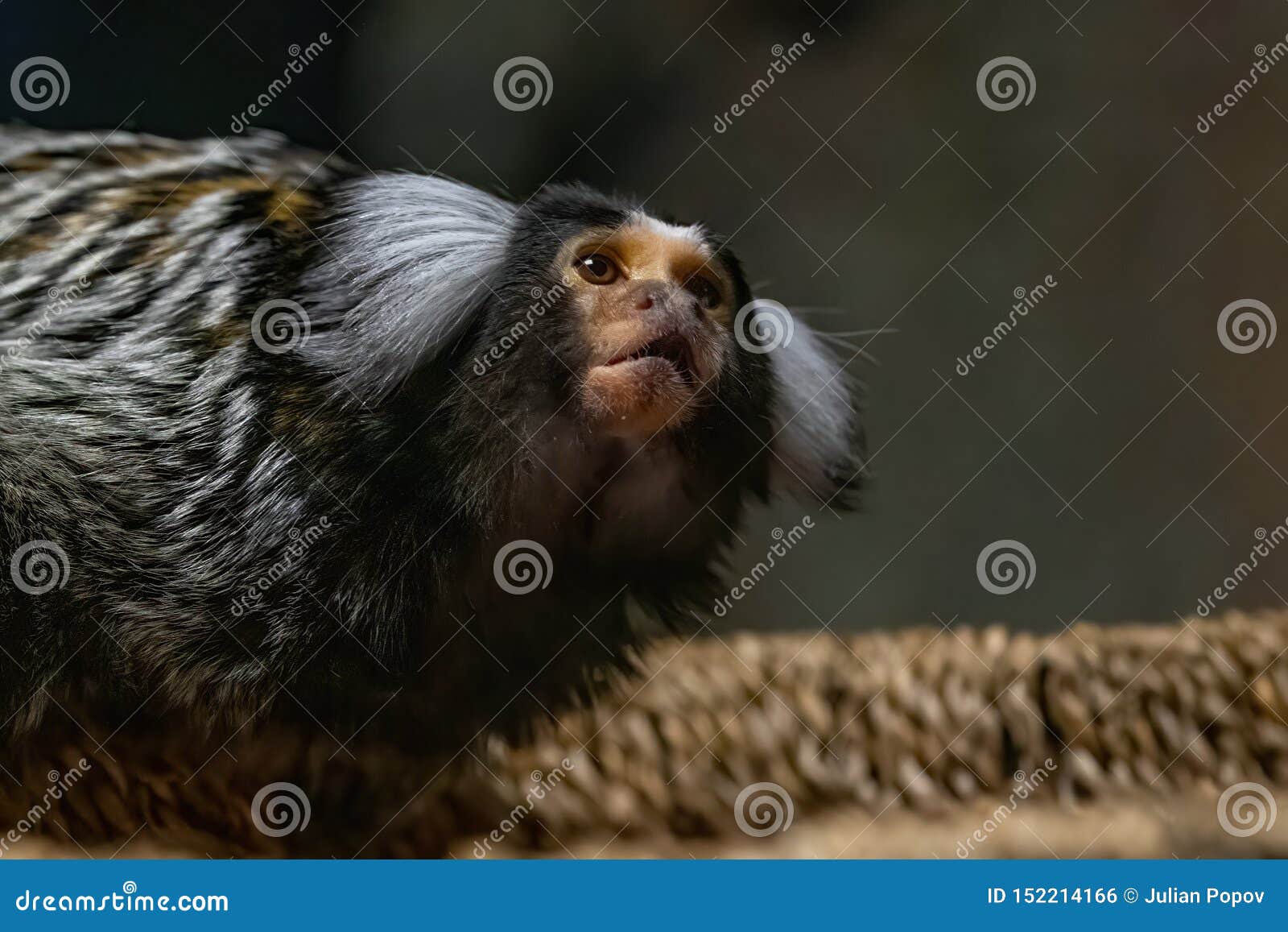 Close Up of a Common Marmoset Callithrix Jacchus Stock Photo - Image of ...