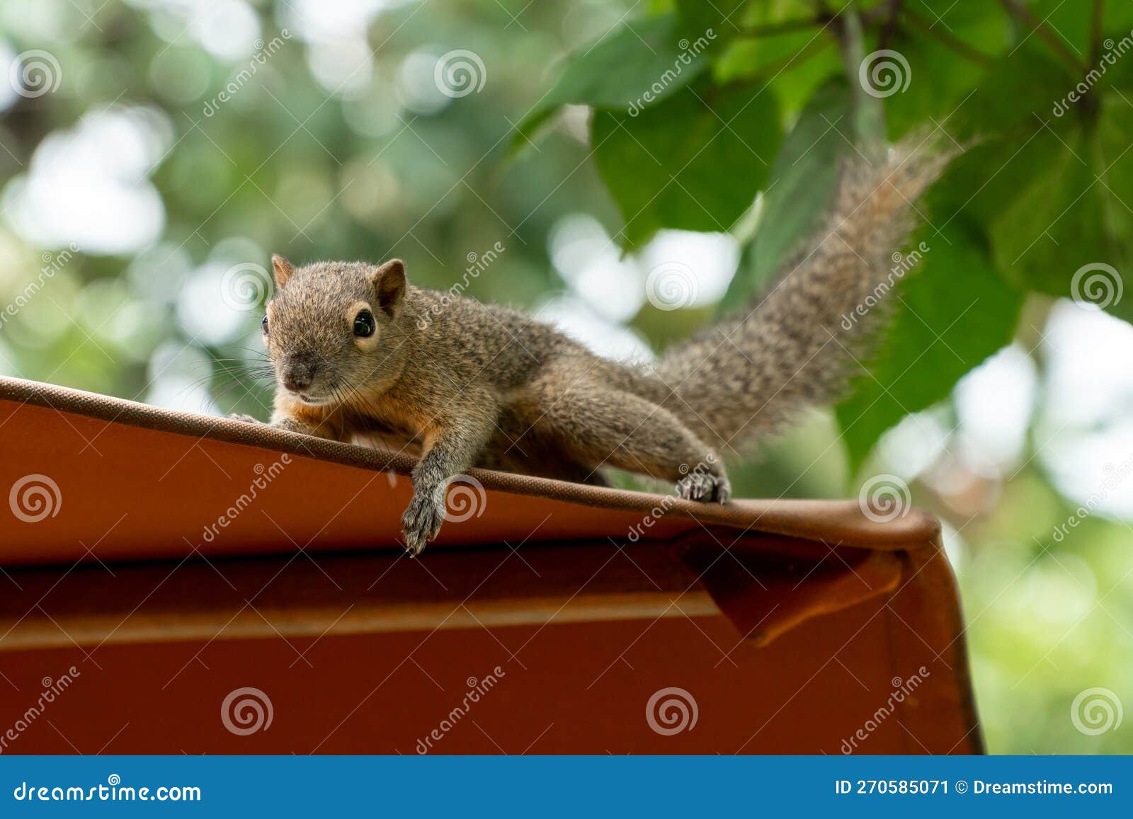 Portrait of a Funny Squirrel Stock Image - Image of wildlife ...