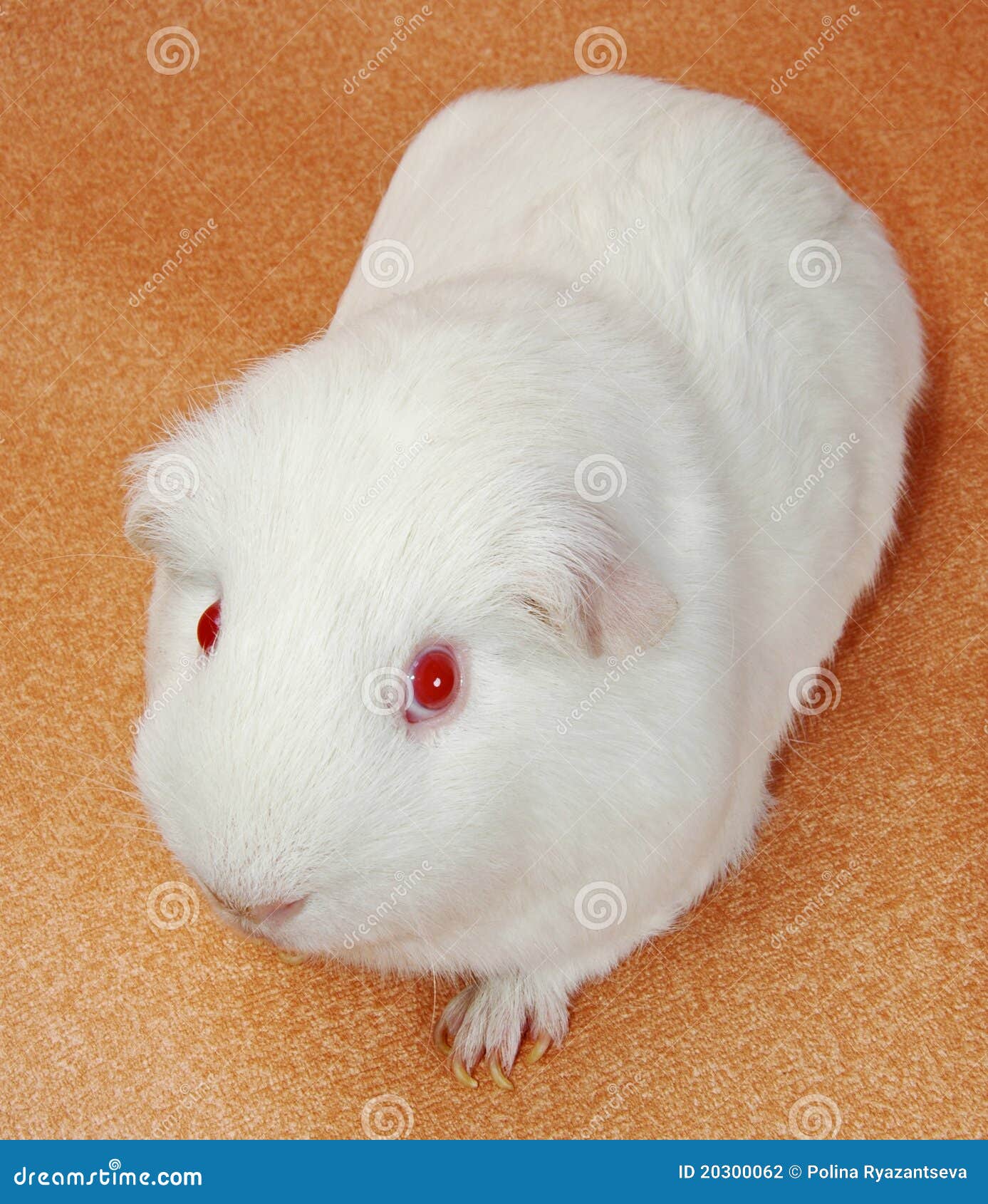 Portrait of Funny White Cavy Stock Photo - Image of hairy, breed: 20300062