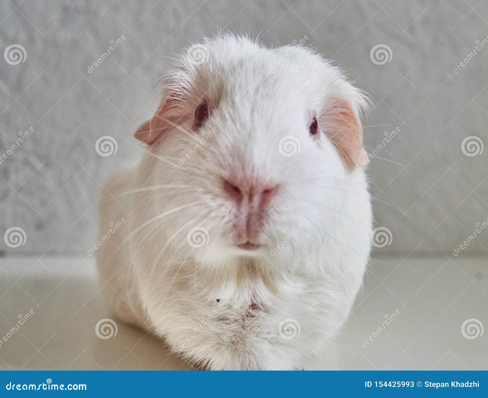Portrait of Funny White Cavy with Red Eyes Stock Image - Image of cavy ...