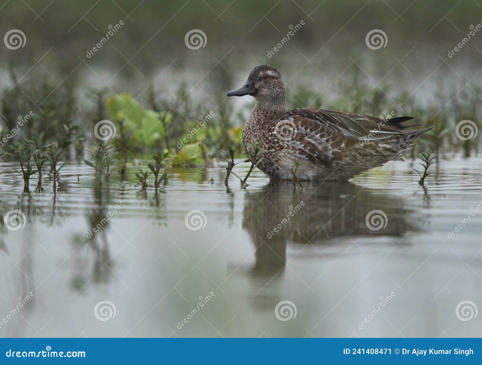 A Portrait of a Garganey at Bhigwan Bird Sanctuary, India Stock Image ...