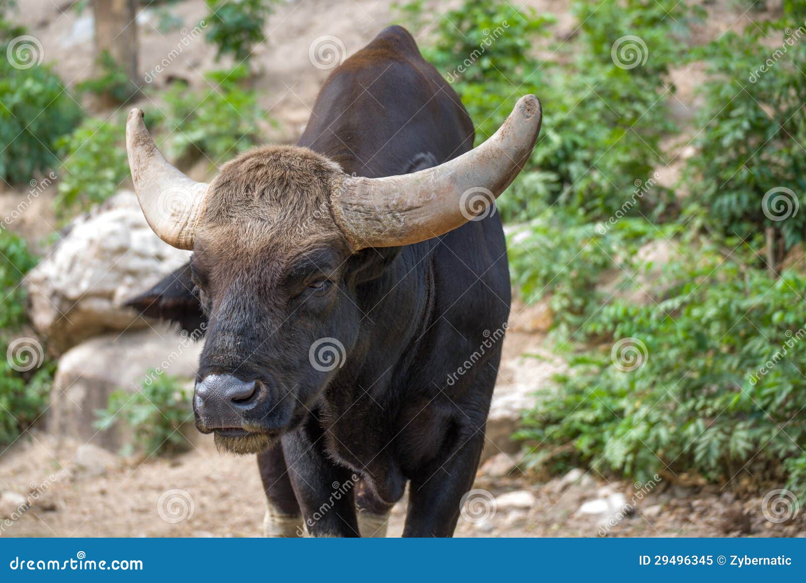 Portrait of Gaur or Bos Gaurus Stock Image - Image of black, muscle ...
