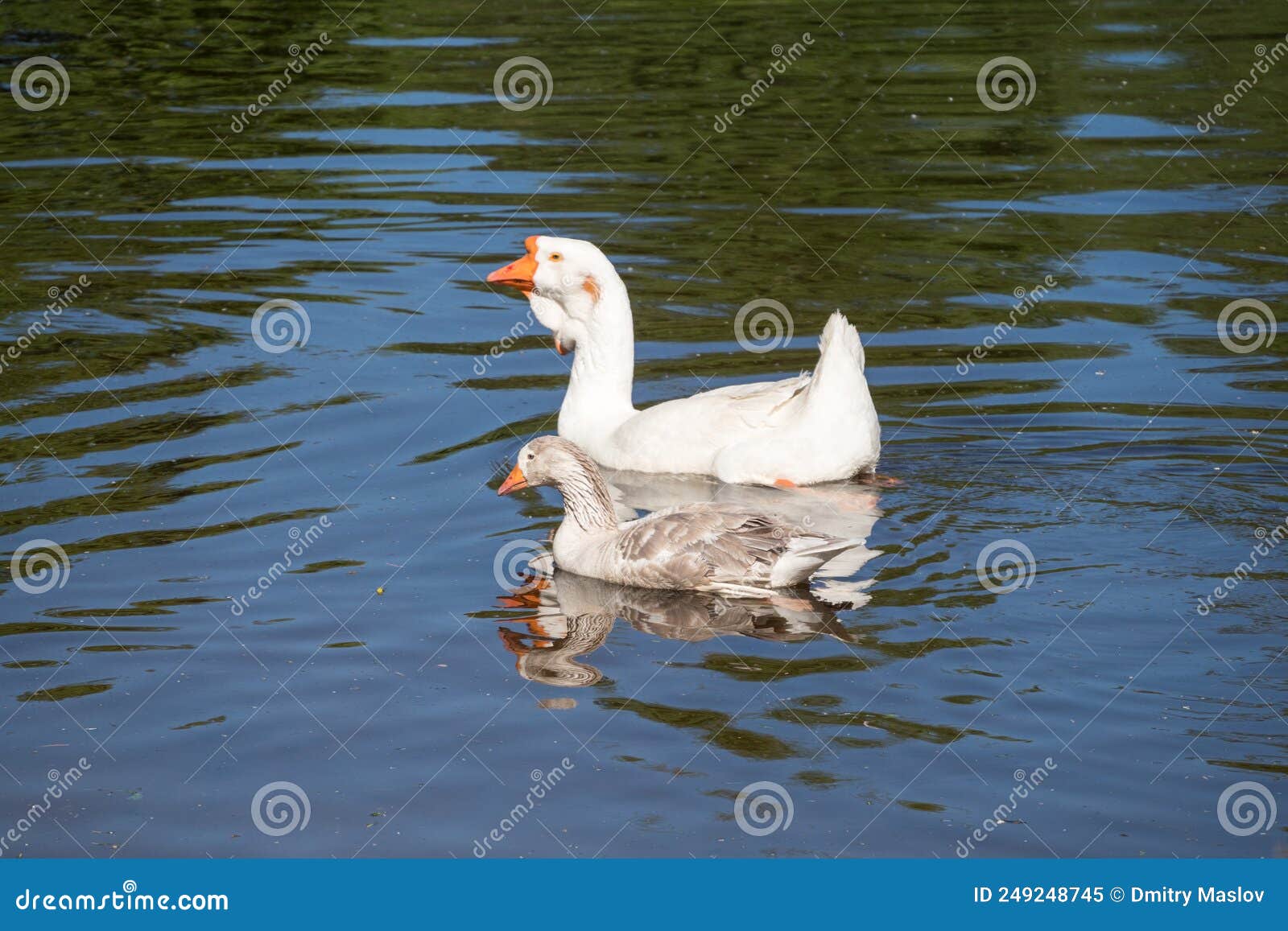 Portrait of geese stock image. Image of green, beak - 249248745