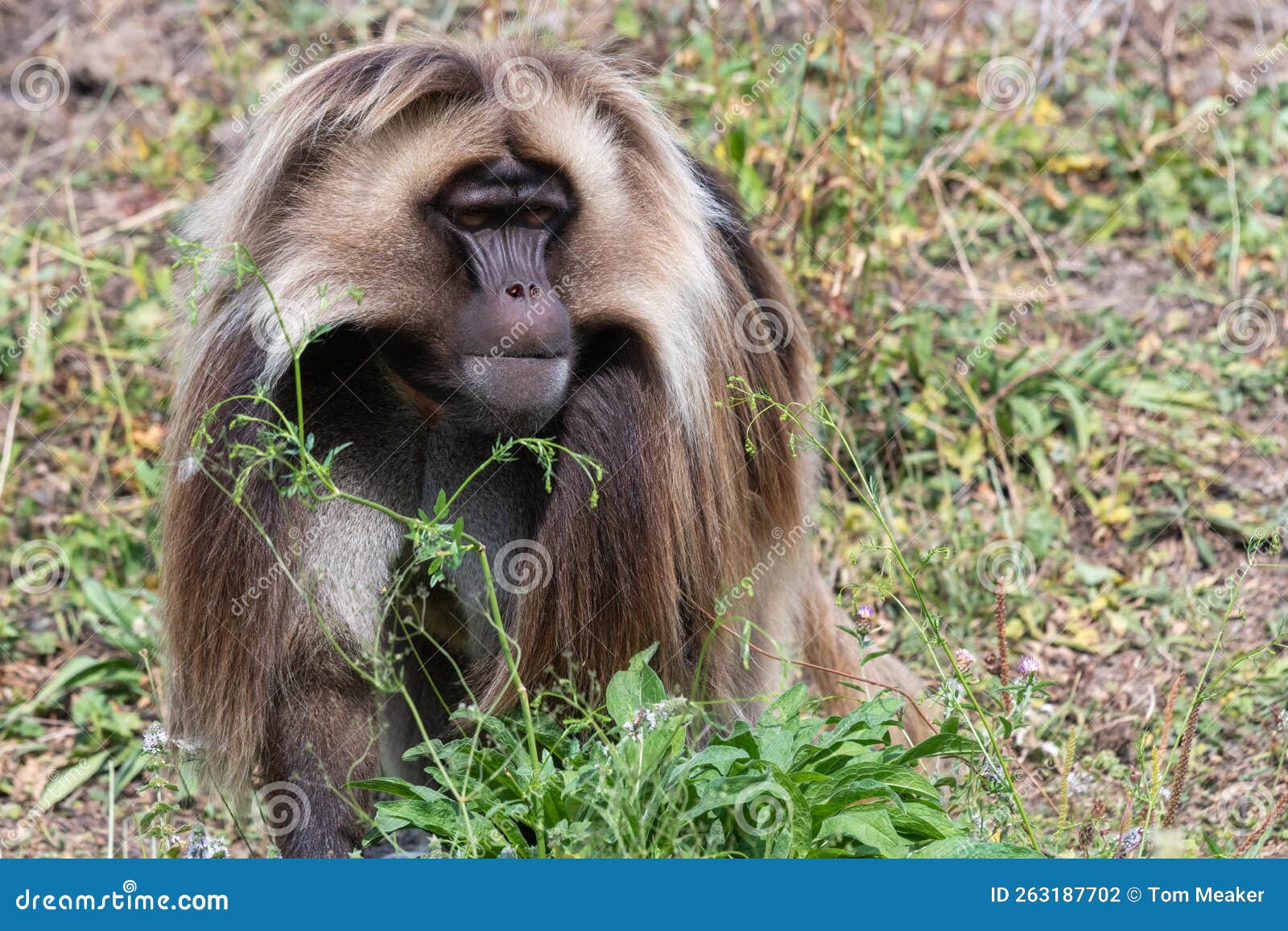 Gelada Theropithecus Gelada Monkey Stock Photo - Image of graminivore ...