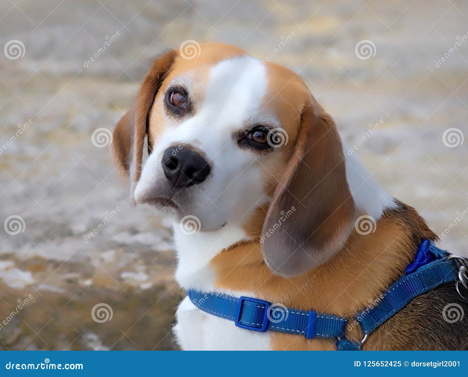 The Look of a Beagle stock image. Image of look, love - 125652425