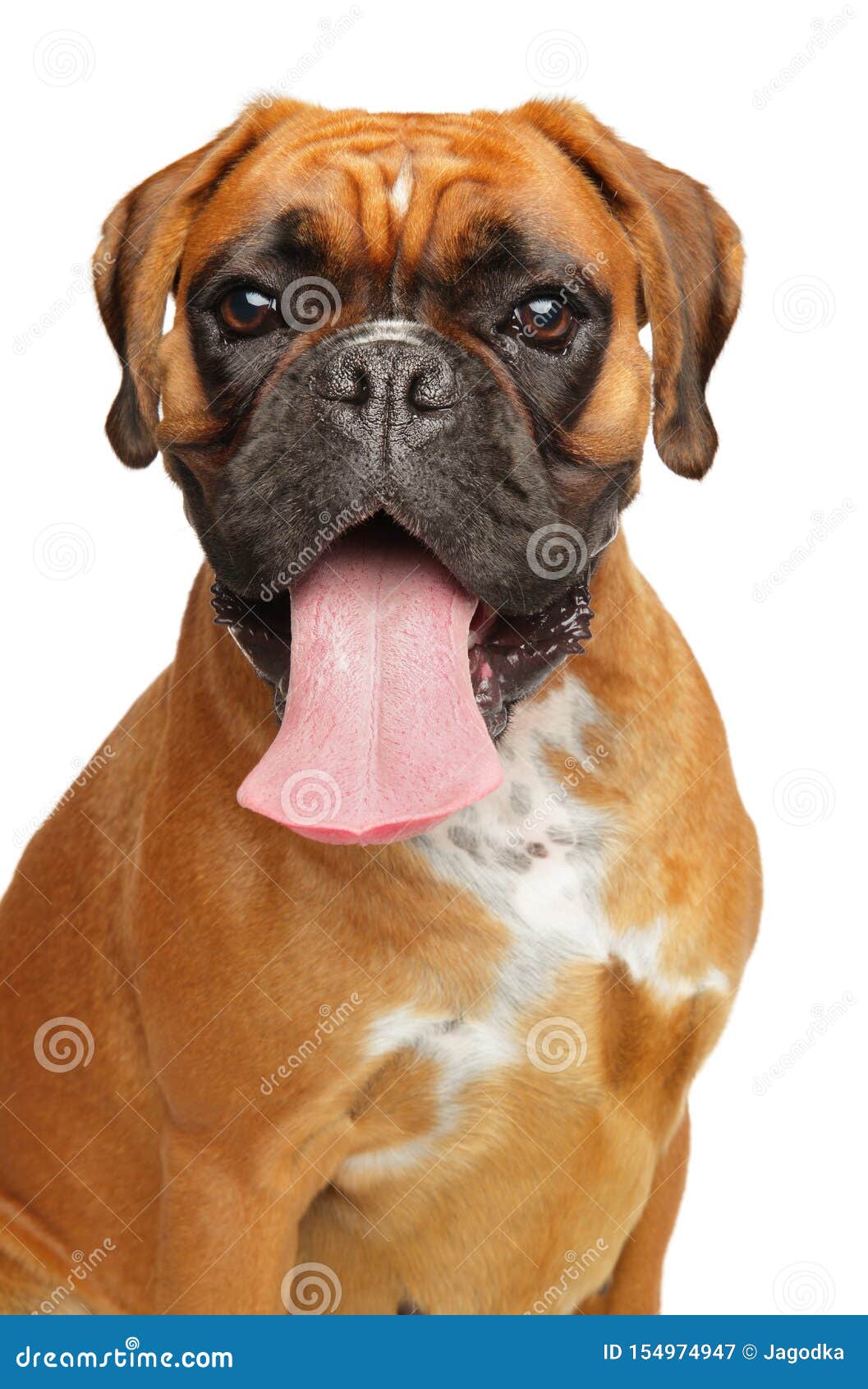 Portrait of a German Boxer Dog on White Stock Image - Image of portrait ...